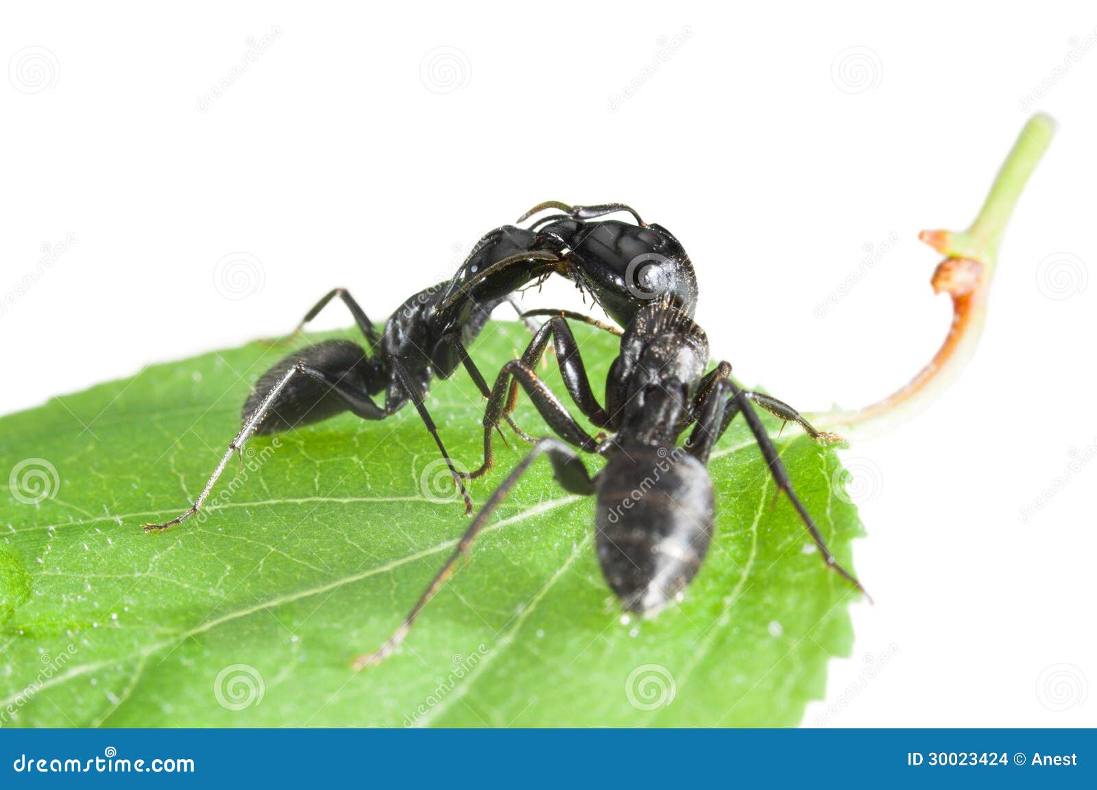 Ants fight stock photo. Image of closeup, animal, invertebrate - 30023424