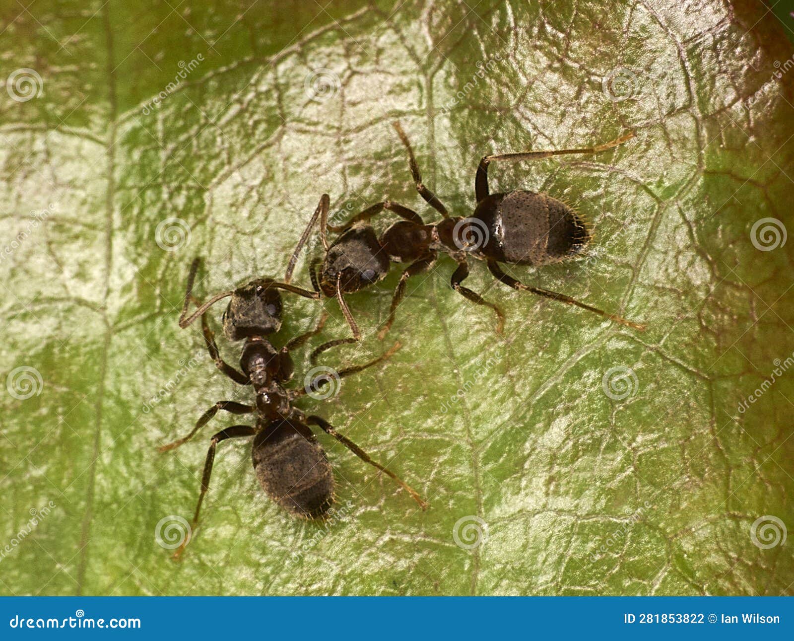 Macro of Two Ants on a Green Leaf Stock Photo - Image of plague ...