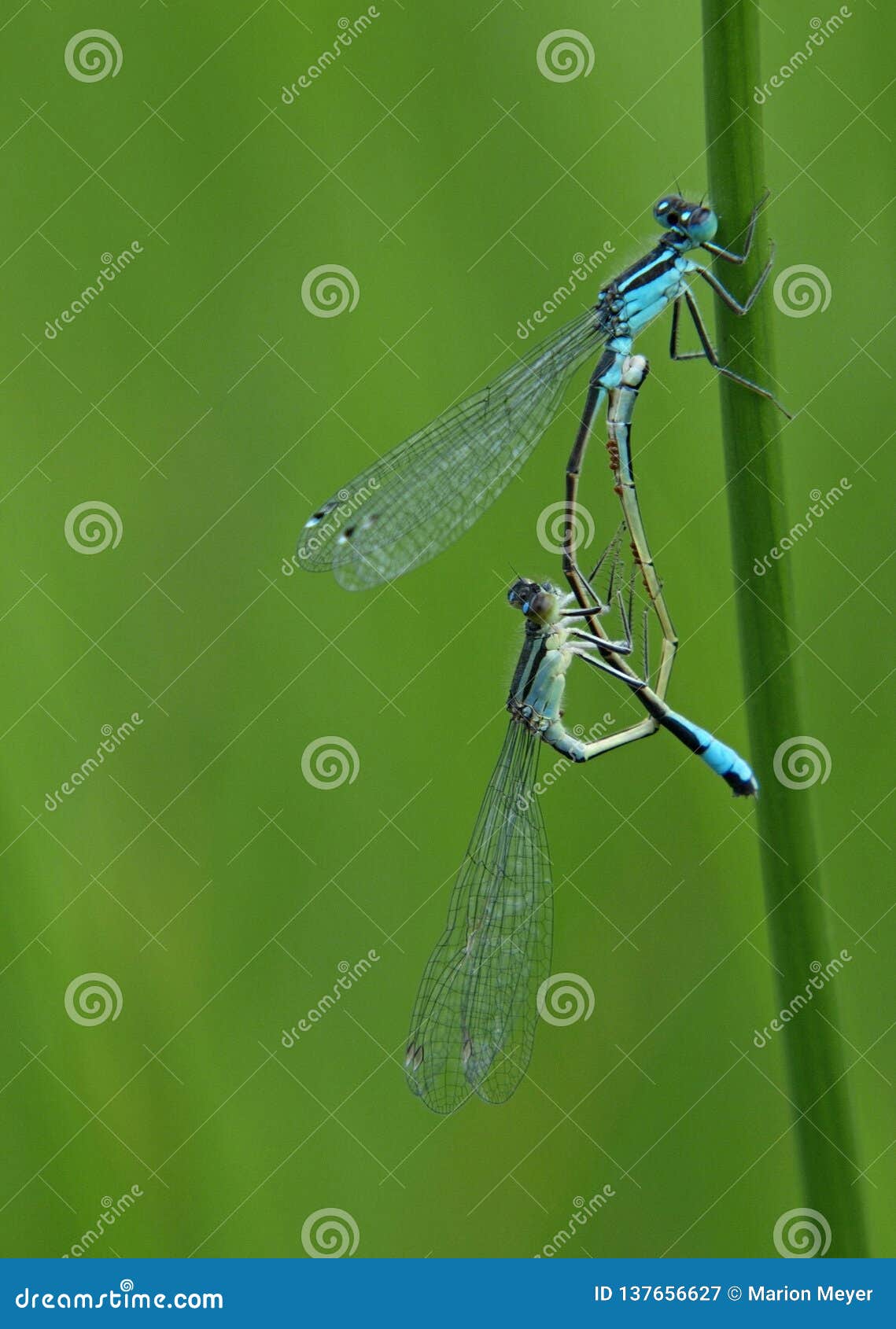 Macro of Two Damselfly Dragonflies Making Love Stock Image - Image of ...