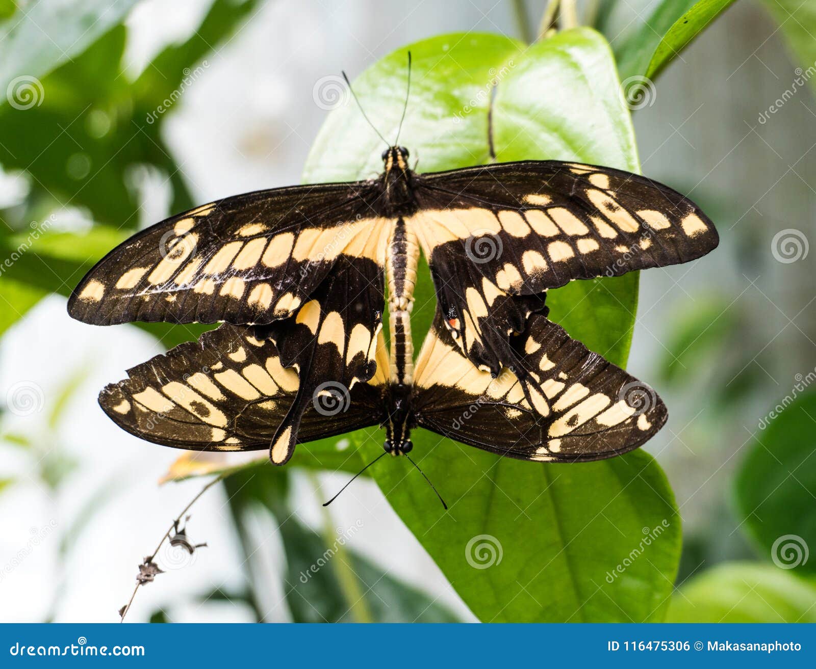 Macro of Two Giant Swallowtail Butterfly Mating Stock Photo - Image of ...