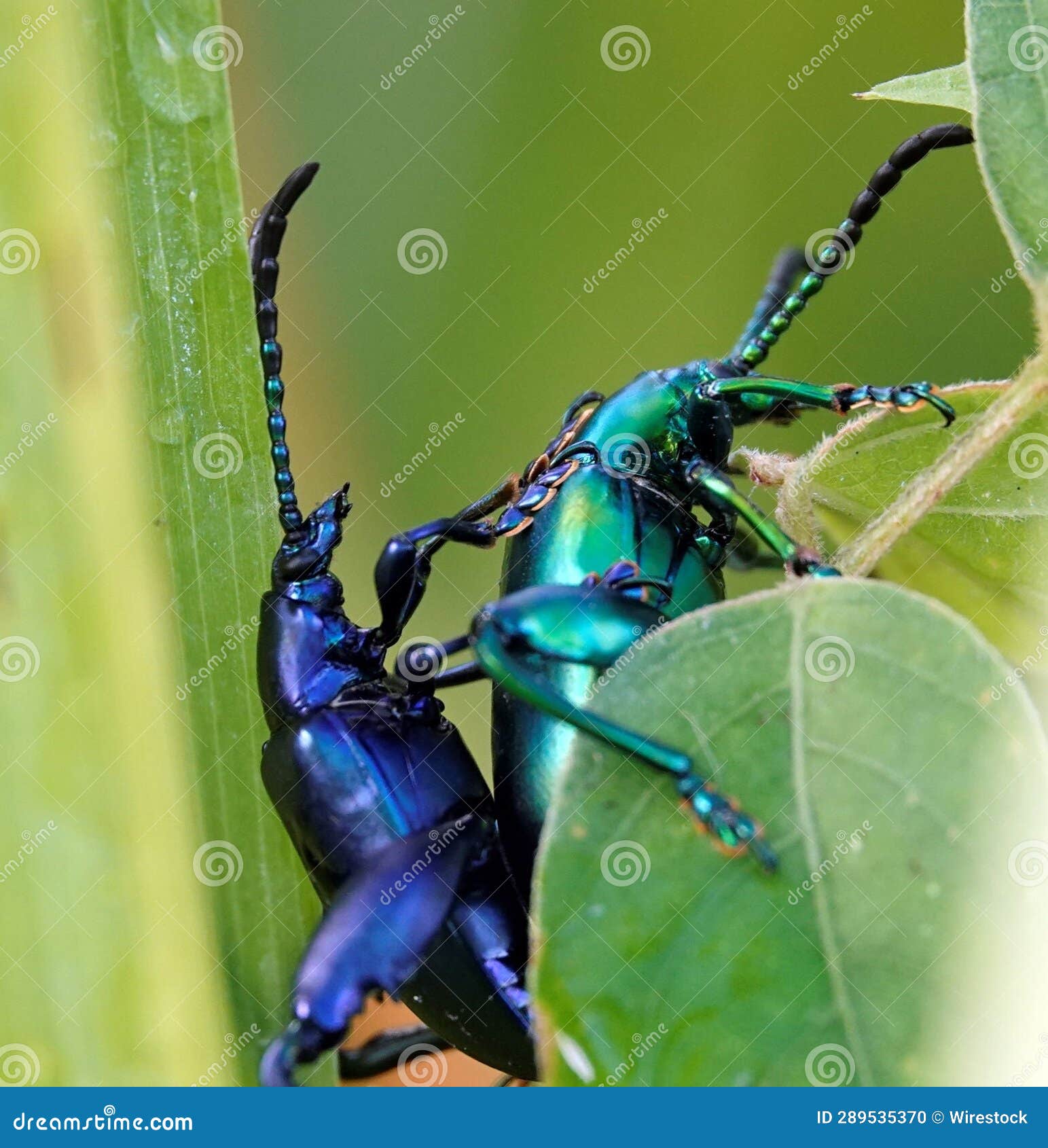 Macro of Two Iridescent Insects Breeding on a Green Leaf Stock Photo ...
