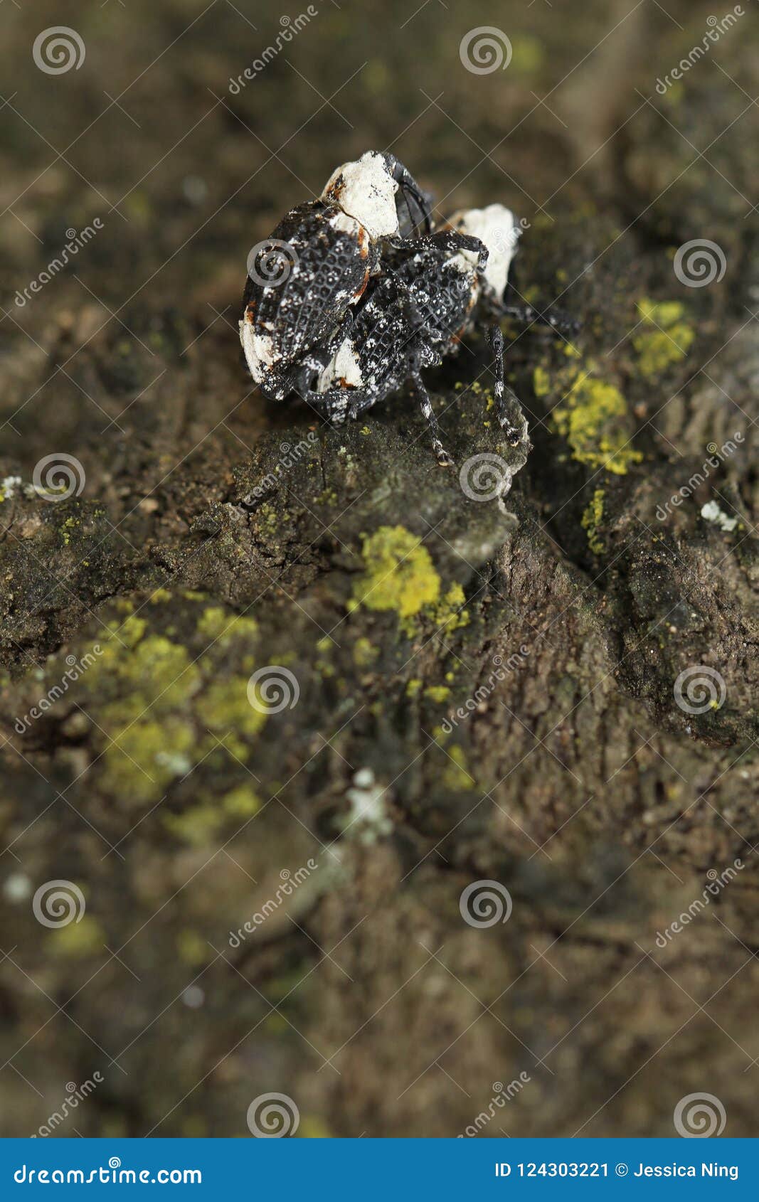 Macro of Two Little Black Bugs on Tree Stock Image - Image of gentle ...