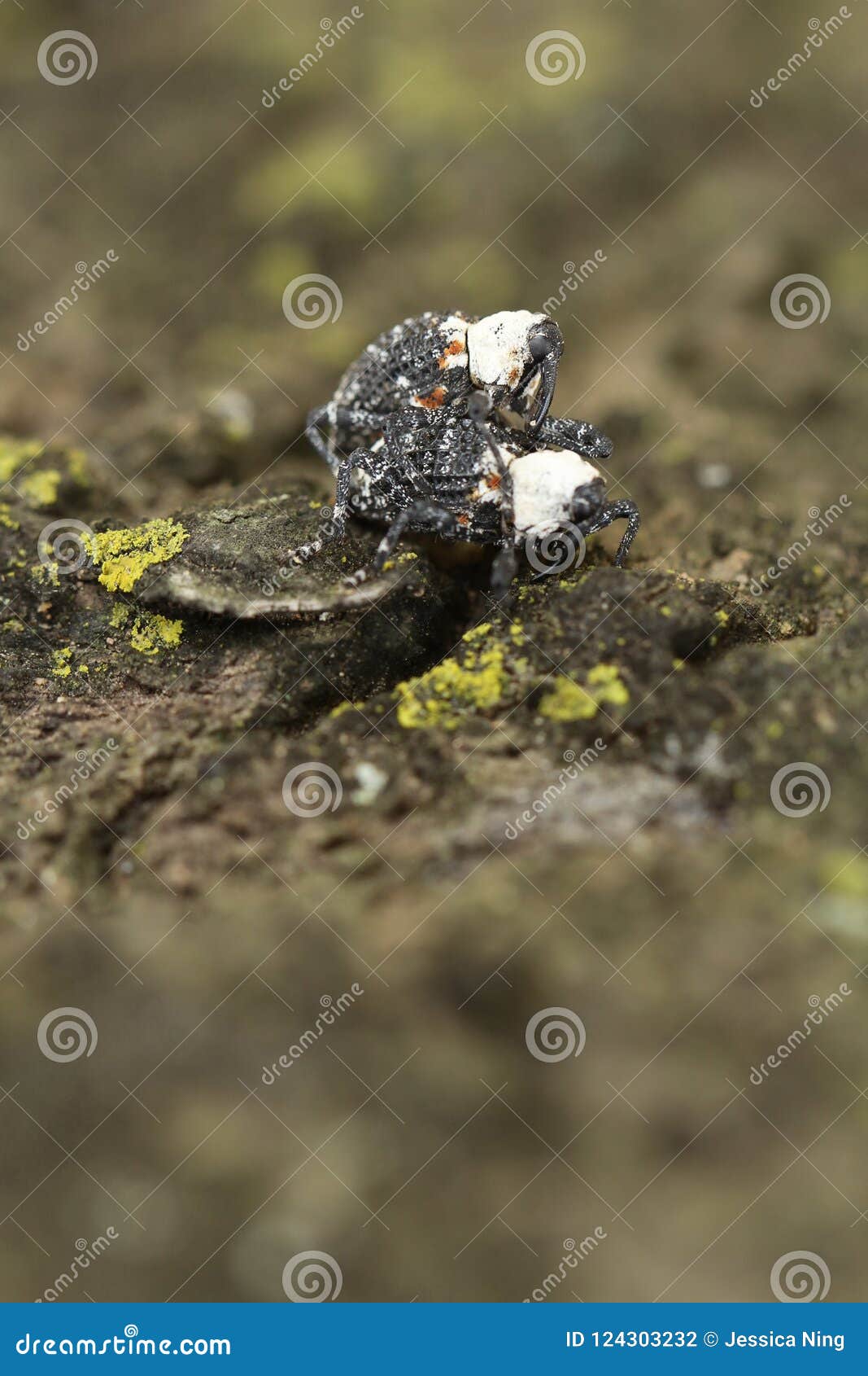 Macro of Two Little Bugs on Tree Stock Photo - Image of holy, clear ...