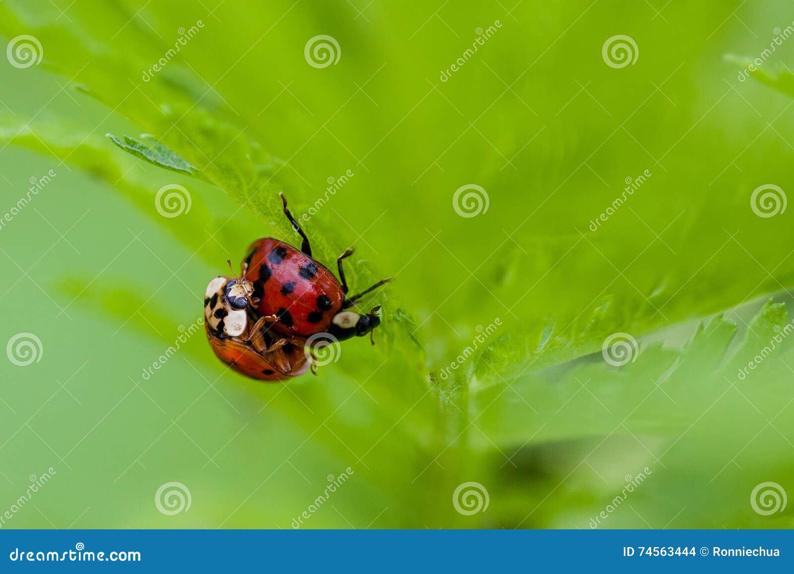 Macro of Two Mating Ladybugs Stock Photo - Image of small, field: 74563444