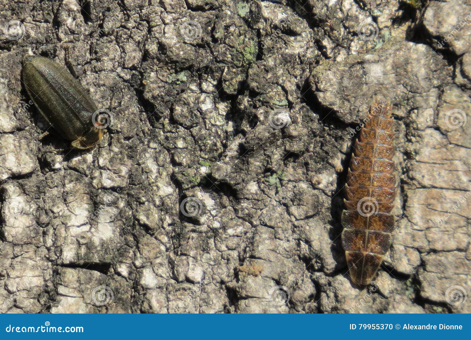 Macro of two small bugs stock photo. Image of days, details - 79955370