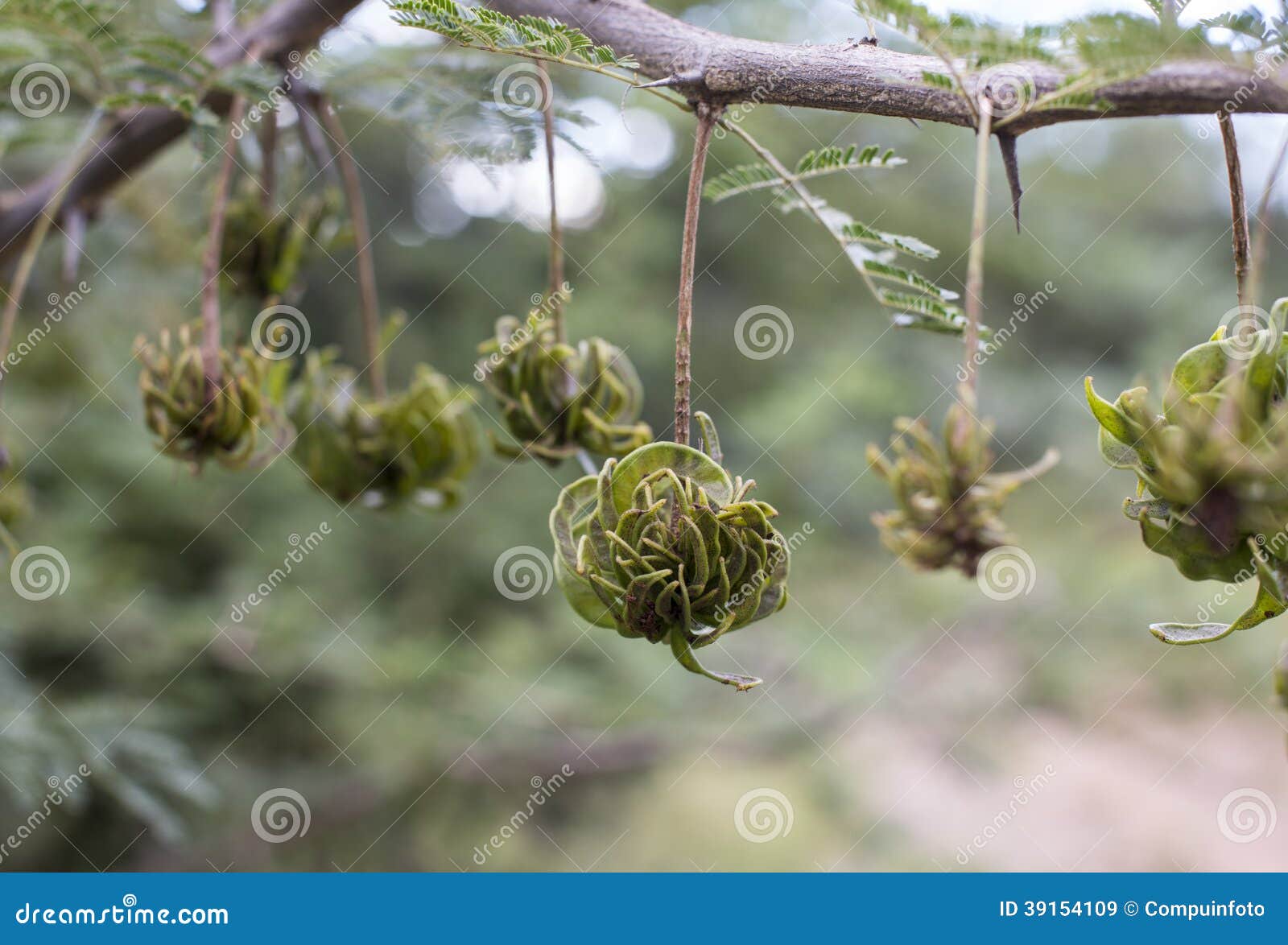 Macro of Typical African Tree Stock Image - Image of detail, macro ...