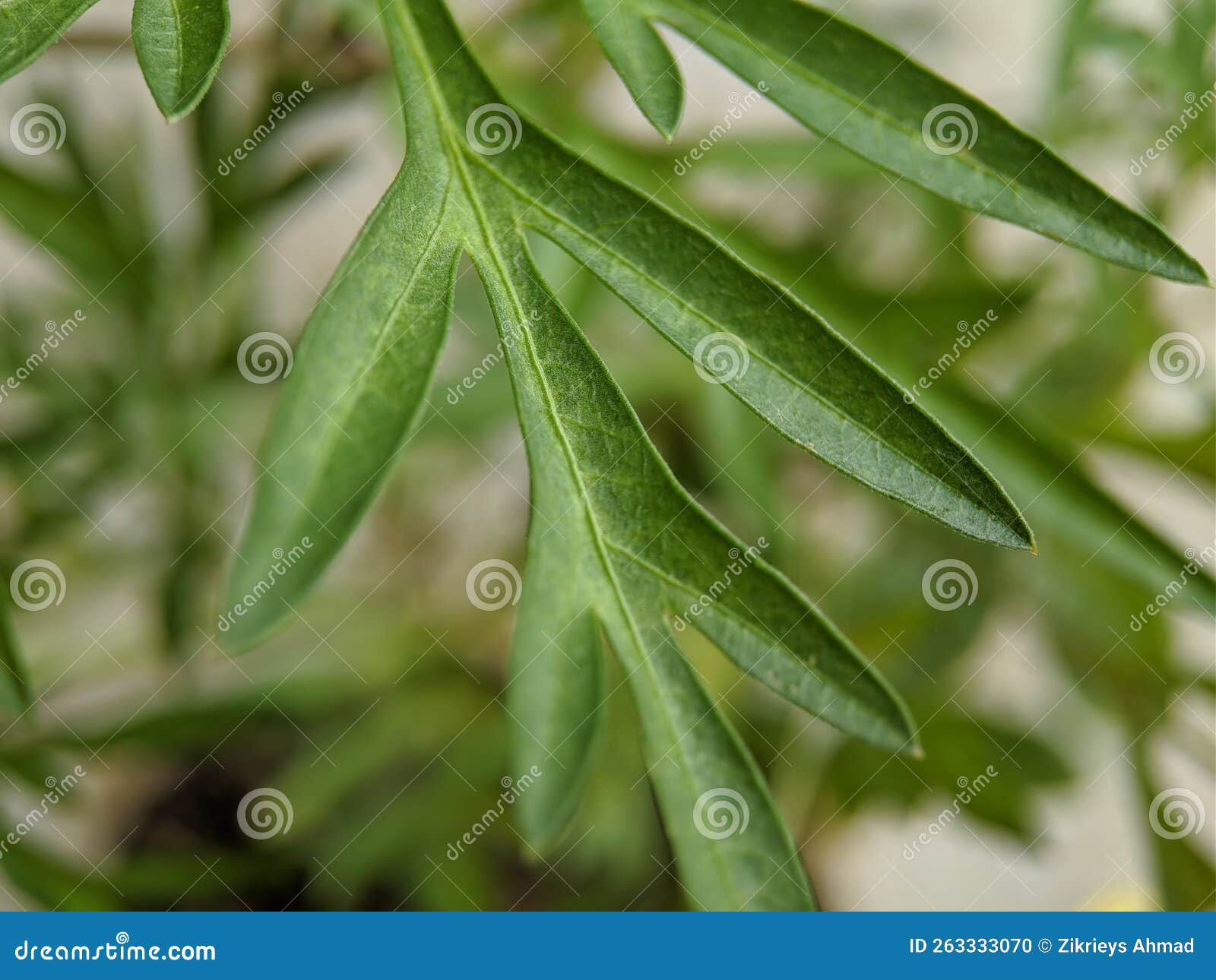 Macro of Ulam Raja Plant Texture Stock Photo - Image of tree, green ...