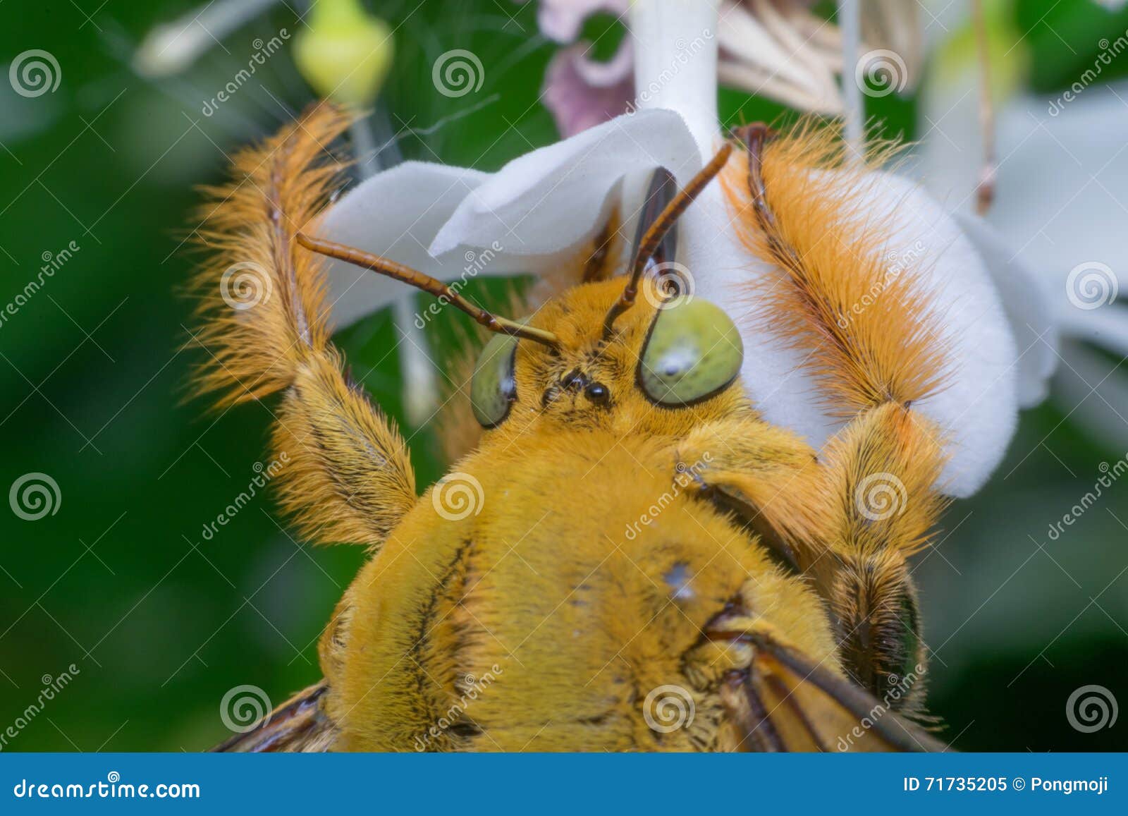 Macro Van Bijen (Hommel) Insect Stock Afbeelding - Image of nave ...