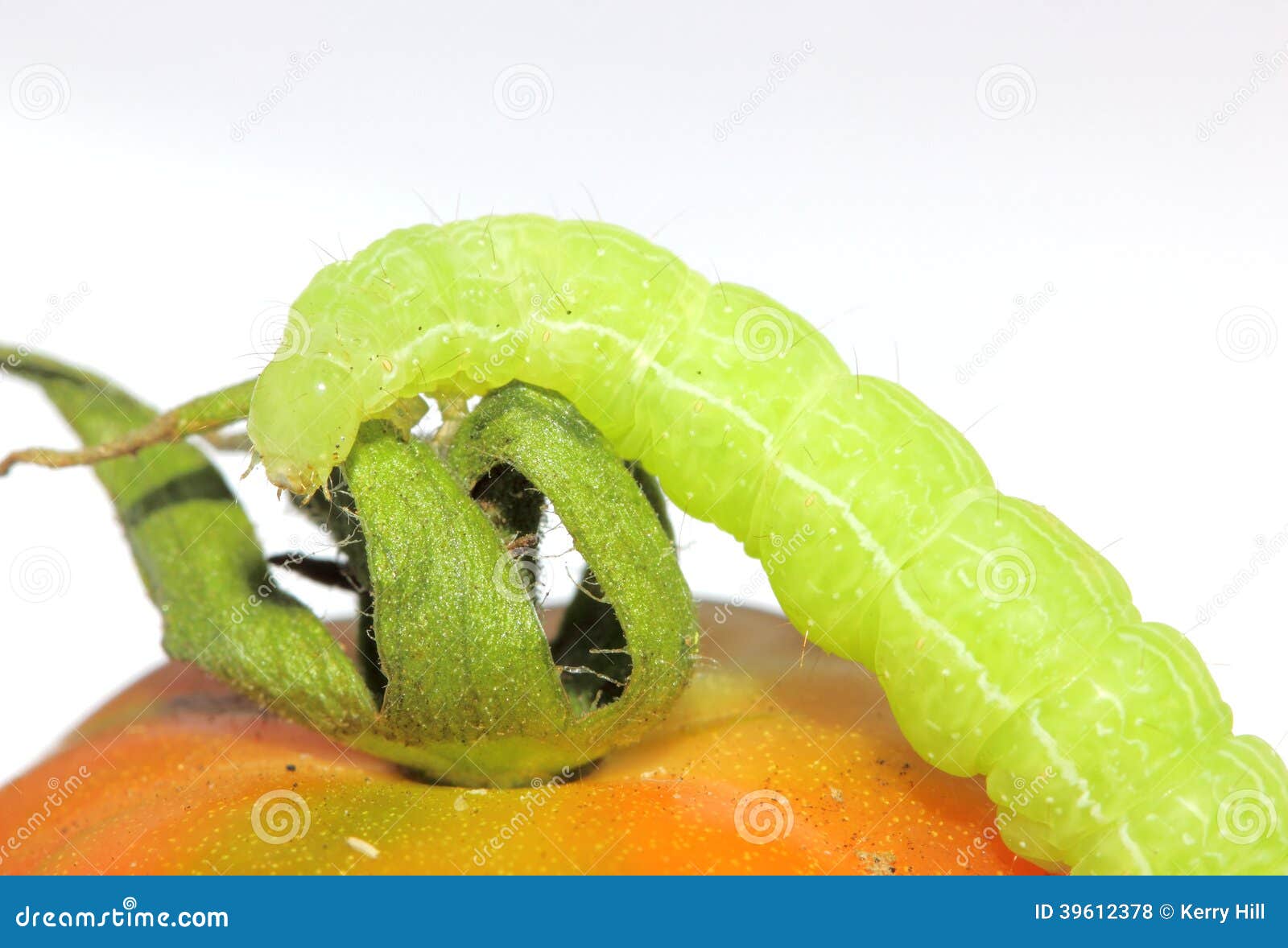 Macro van groene rupsband stock foto. Image of macro - 39612378