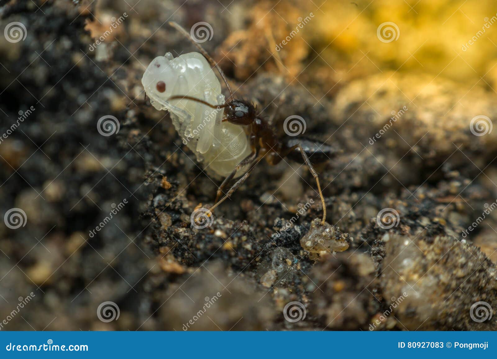 Macro Van Insect Zwarte Mier Stock Afbeelding - Image of nesten, mier ...
