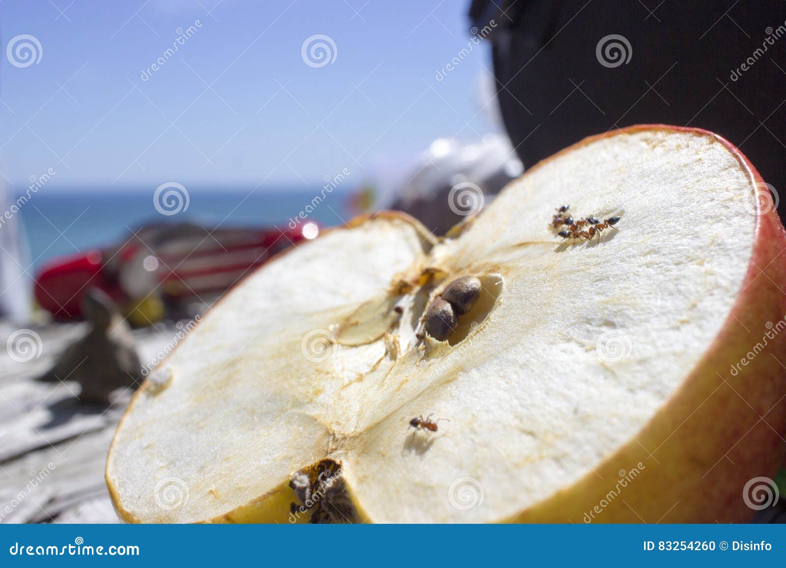 Macro Van Mieren Die Een Appel Eten Stock Foto - Image of verscheidene ...