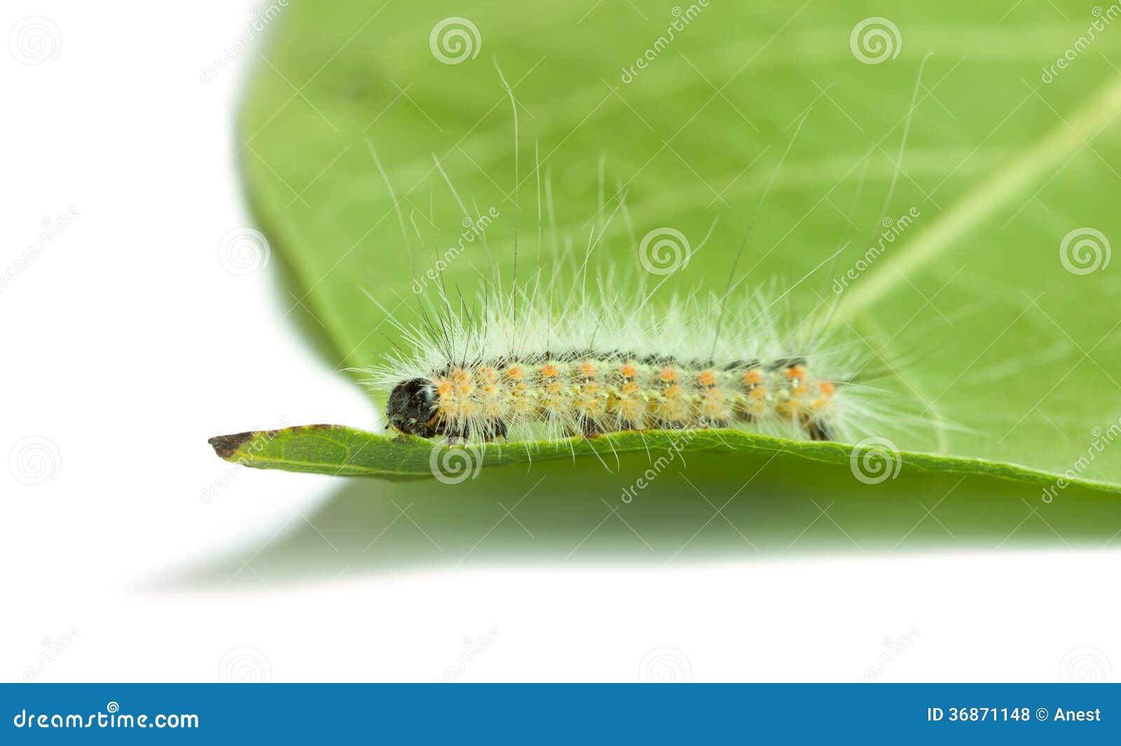 Macro Van Ongedierte Ruwharige Rupsband Op Blad Stock Foto - Image of ...