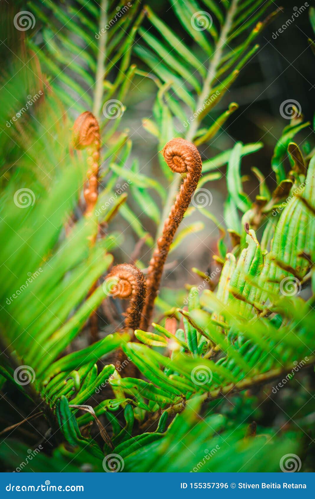 Macro Vegetation in the Forest Stock Photo - Image of azul, leaves ...