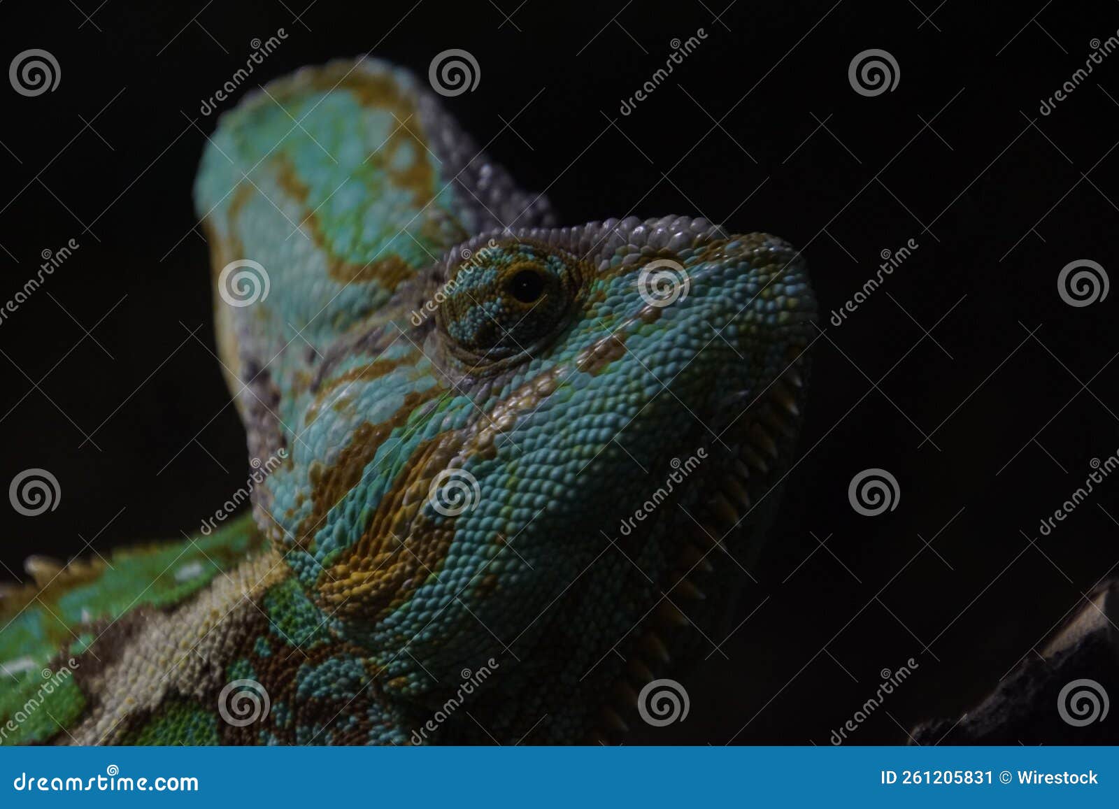 Macro of a Veiled Chameleon in Turquoise Stock Image - Image of skin ...