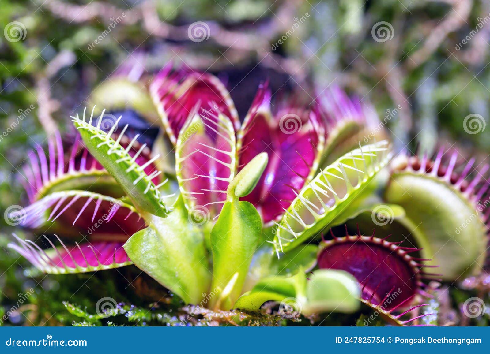 Venus flytrap plant stock photo. Image of flycatcher - 247825754