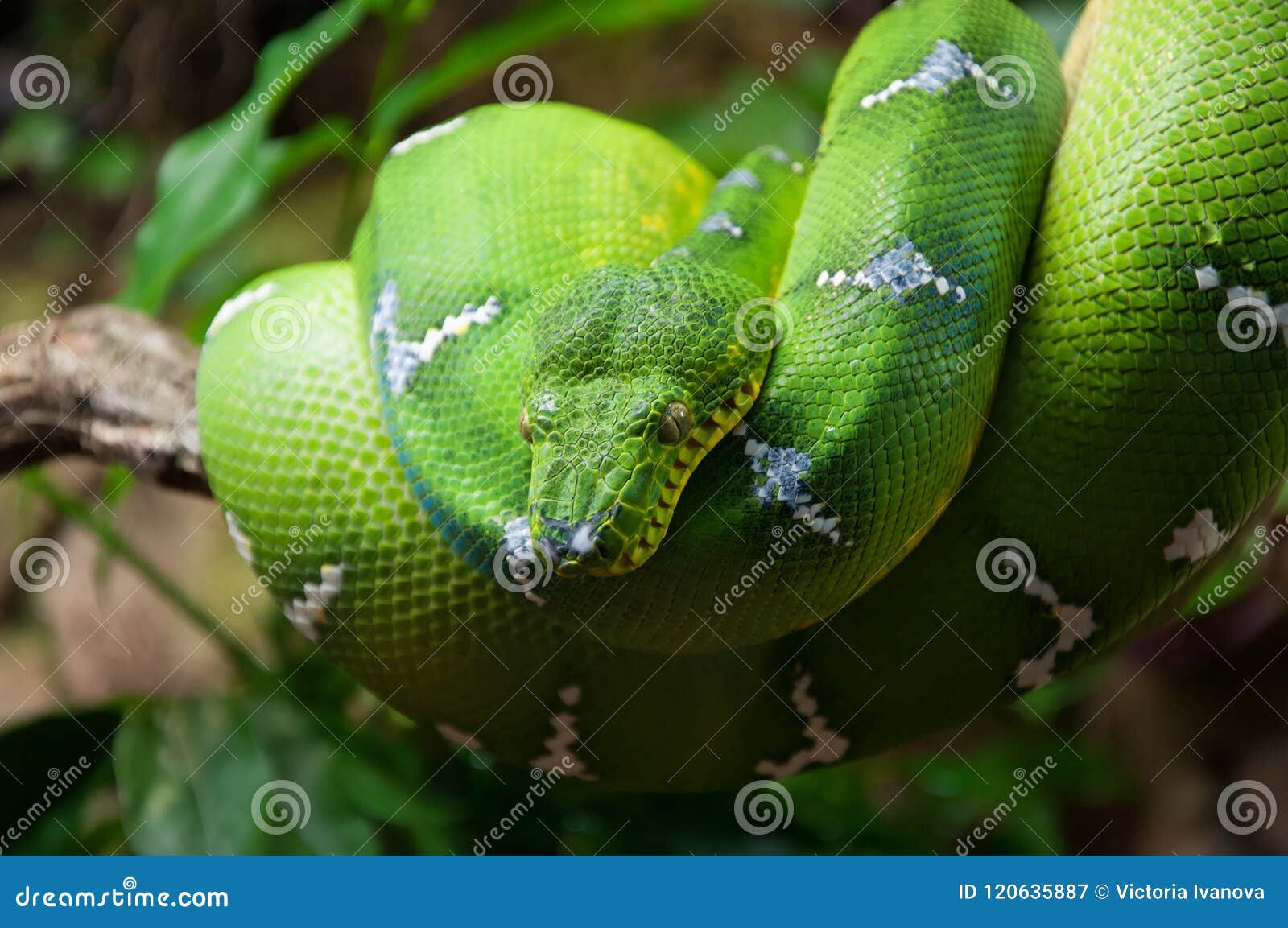 Macro Verde Di Morelia Viridis Del Pitone Dell'albero Immagine Stock ...