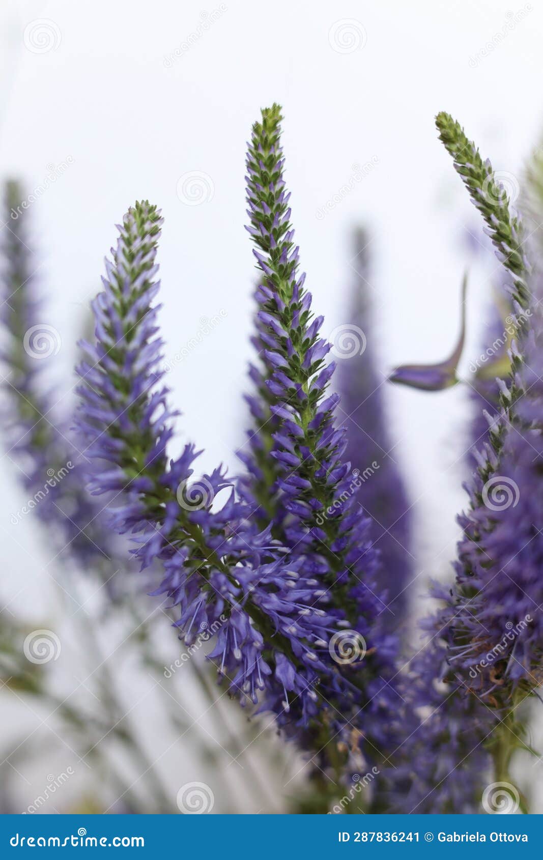 Macro of Veronica Spicata Flower Stock Image - Image of flower, bloom ...