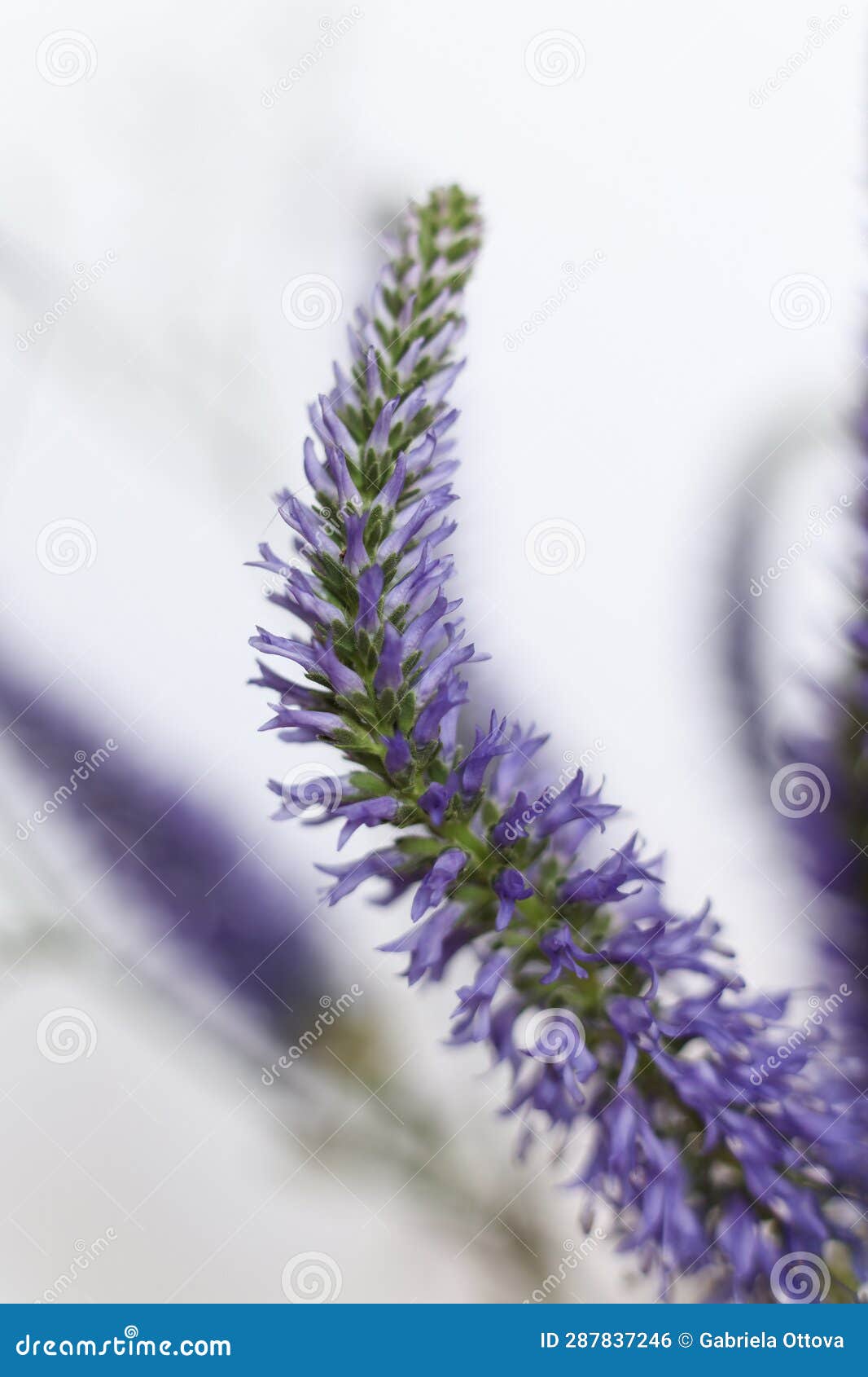 Macro of Veronica Spicata Flower Stock Photo - Image of herb, plant ...