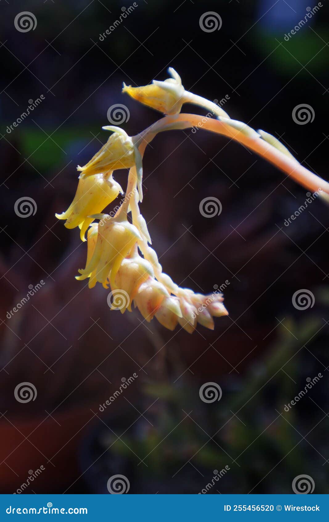 Macro Vertical De Lirios Cerrados Foto de archivo - Imagen de flor, planta: 255456520