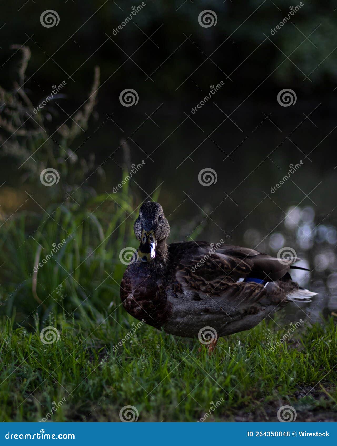 Macro Vertical View of a Domestic Duck Perching on the Grass Stock ...