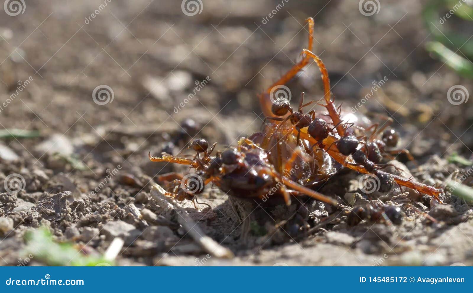Cockroach vs Ants stock footage. Video of cockroach - 145485172