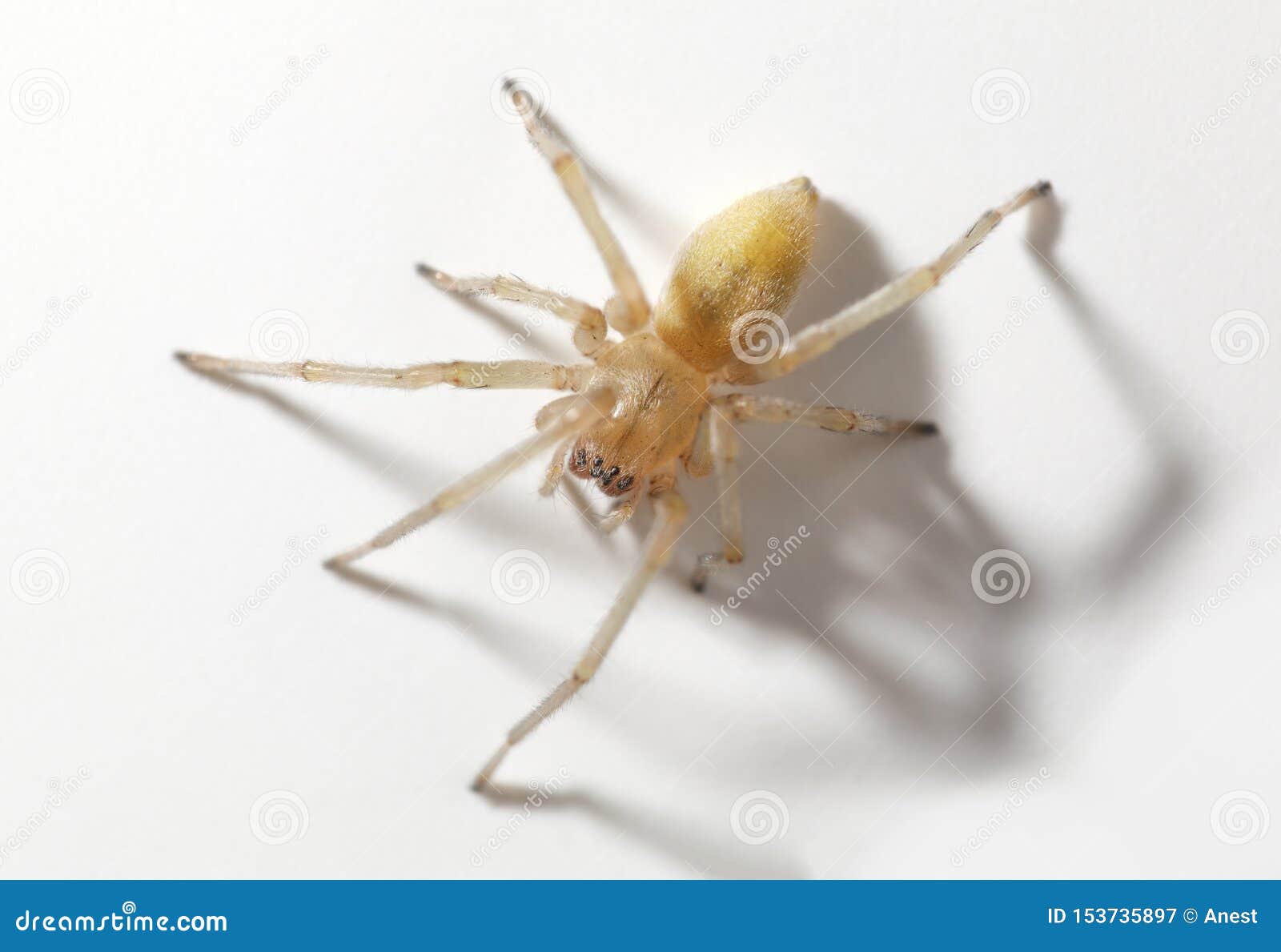 Spider top view stock image. Image of detailed, brown - 153735897
