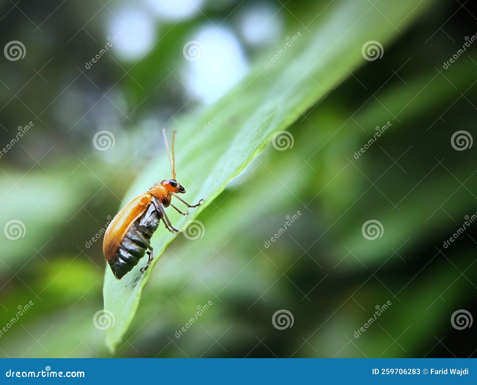 An Aulacophora Insect Walking on Leaves Stock Image - Image of spring ...