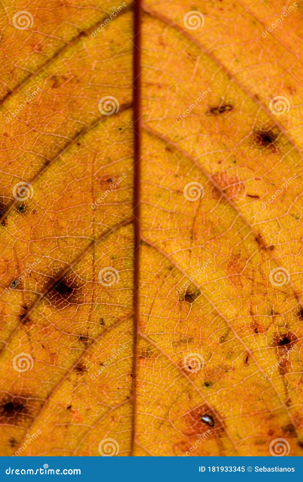 Macro View of an Autumn Leaf Stock Image - Image of pattern, brown ...