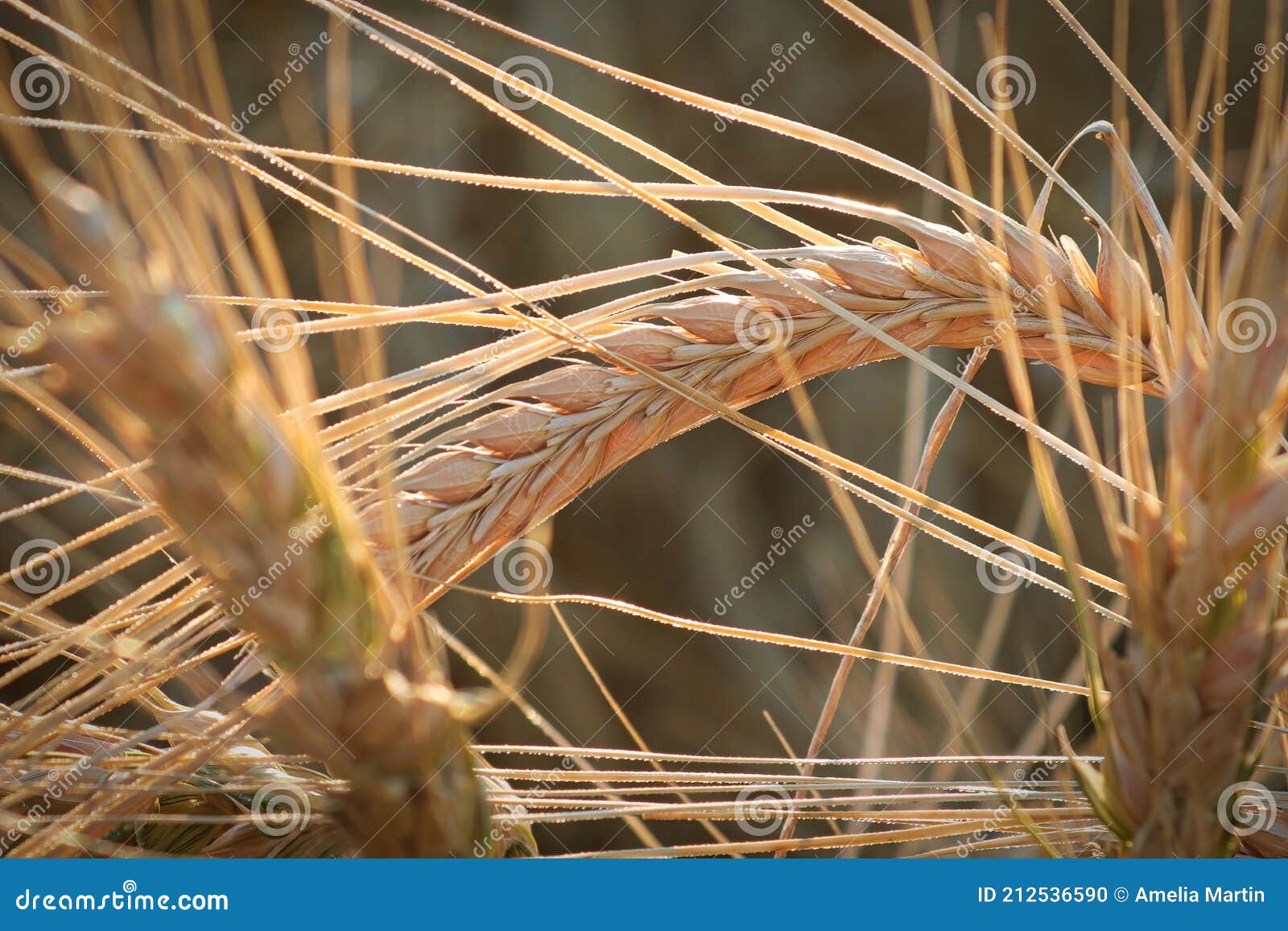 Macro View of a Barley Head Ripe and Heavy in Autumn Stock Photo ...