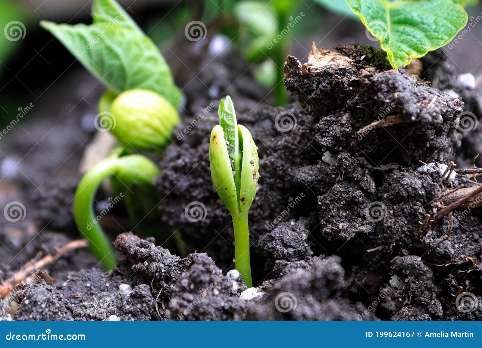 Macro View of Beans Sprouting with Leaves Cracking Out of the Seed ...