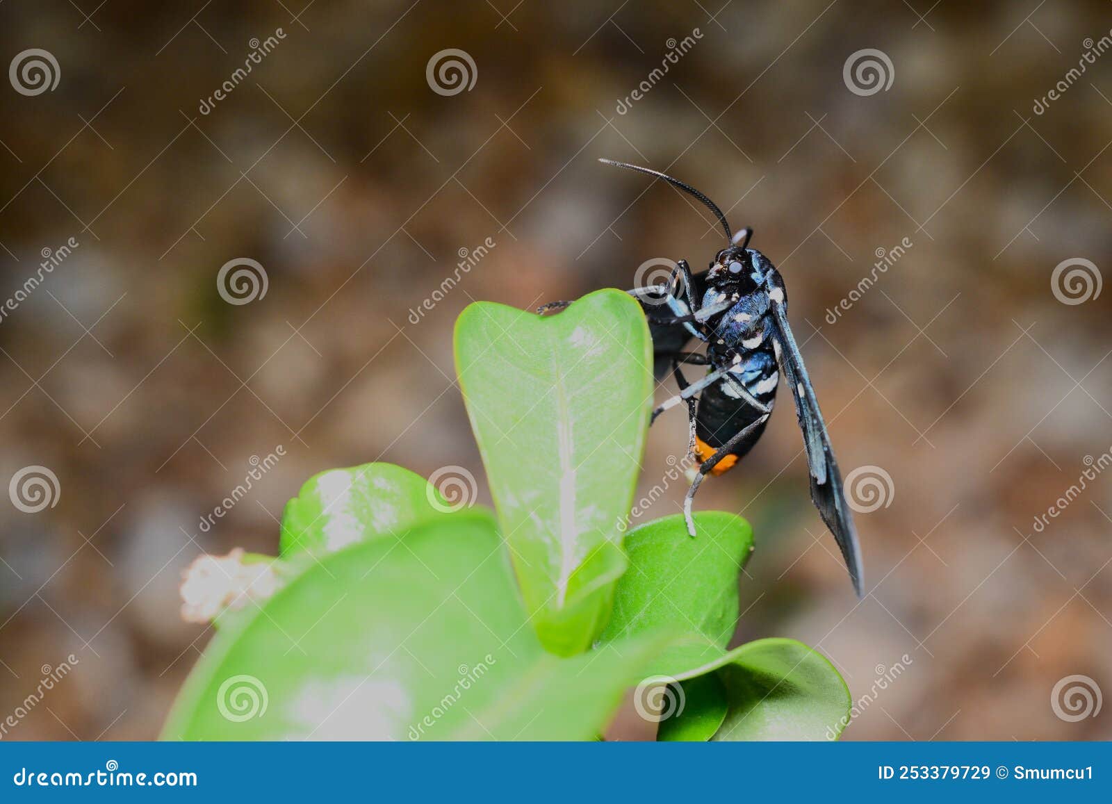 Macro View of Black Polka Dot Wasp Moth with Open Wings and Green ...