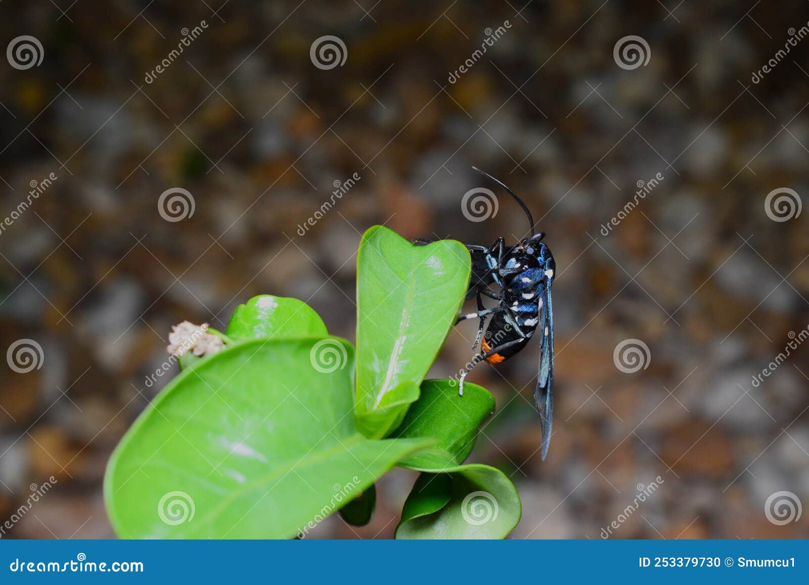 Macro View of Black Polka Dot Wasp Moth with Open Wings and Green ...