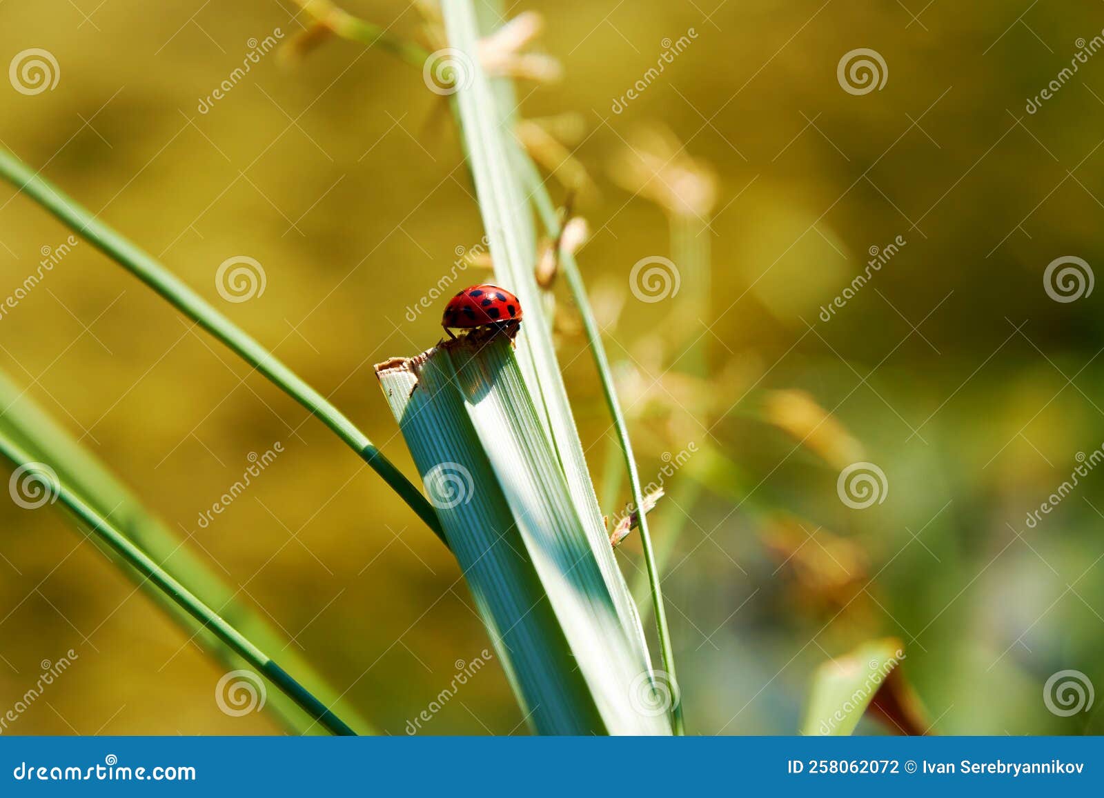 Macro View of Bright Red Ladybug on the Long Sharp Green Leaf Stock ...
