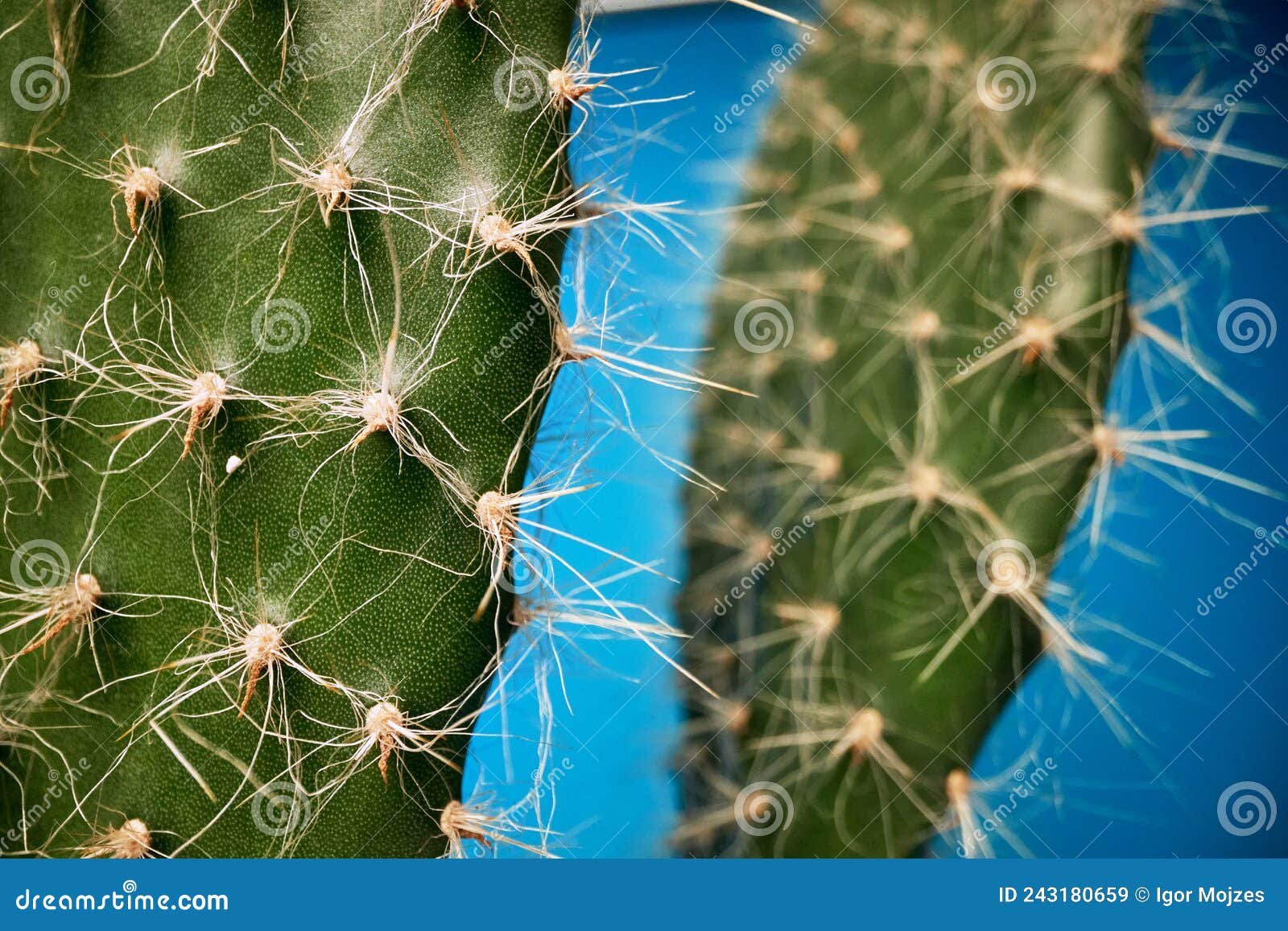 Macro View at Cactus Barbs in Front of Blue Background. Natural, Cactus ...