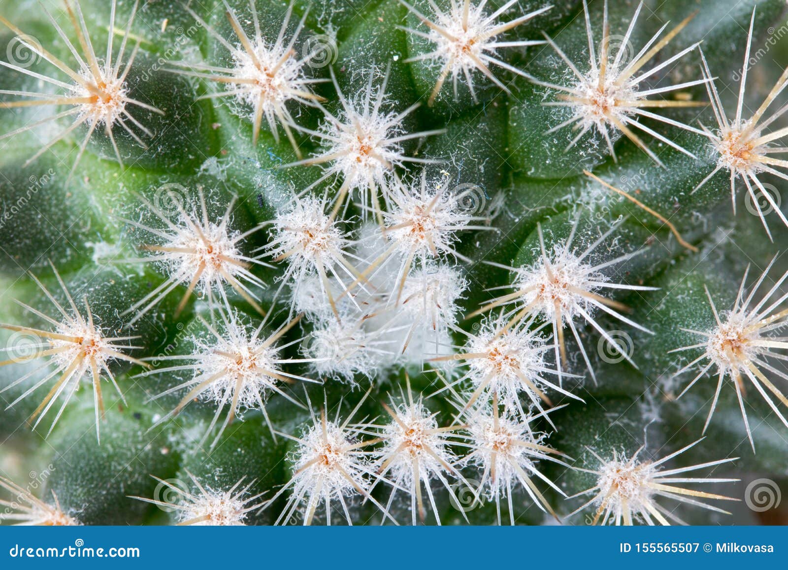 A Macro View of Cactus Spines. Stock Image - Image of growing, fresh ...