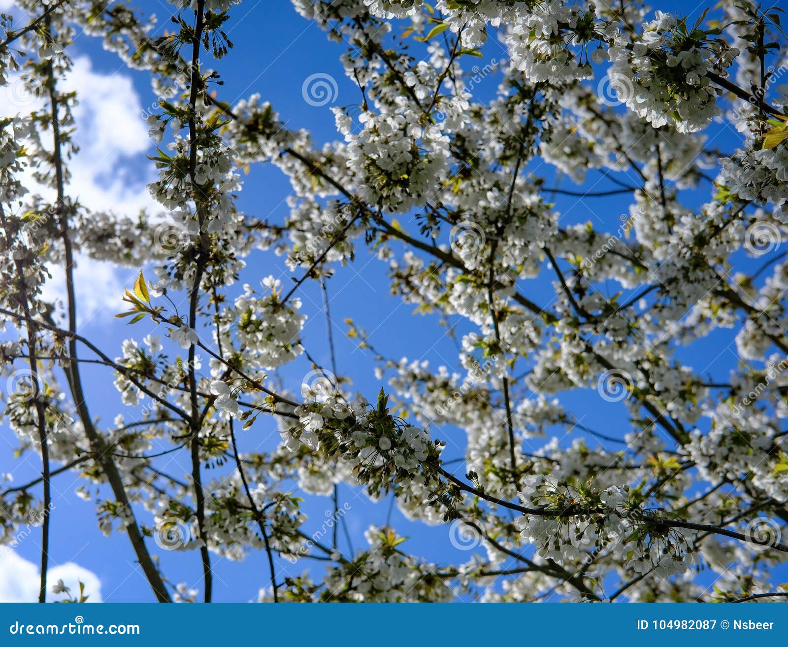 Macro View of Cherry Blossom Seen on a Small Tree during Springtime ...