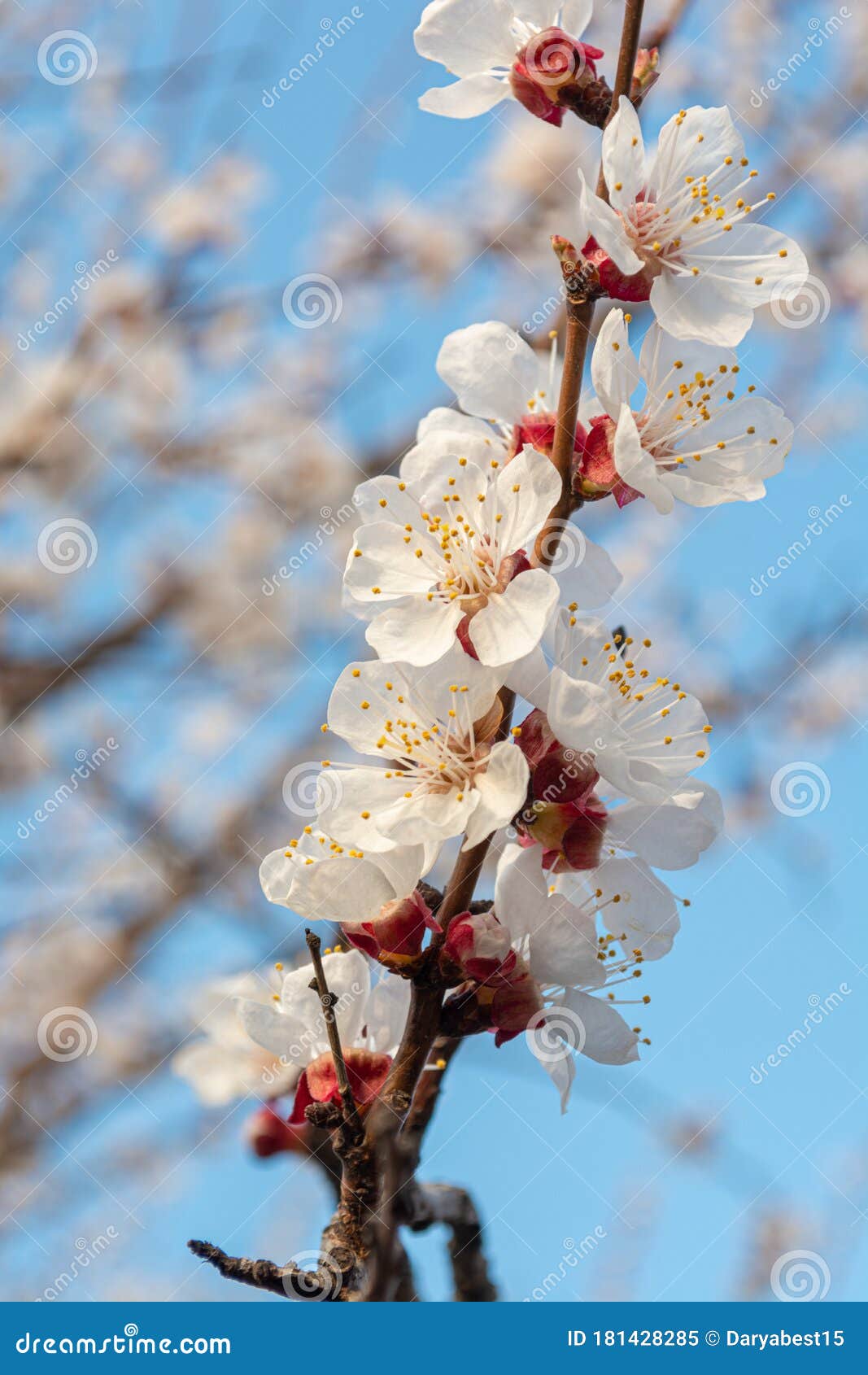 Macro View of Cherry Tree Branch with Flowers. Pink Cherry Tree Blossom ...