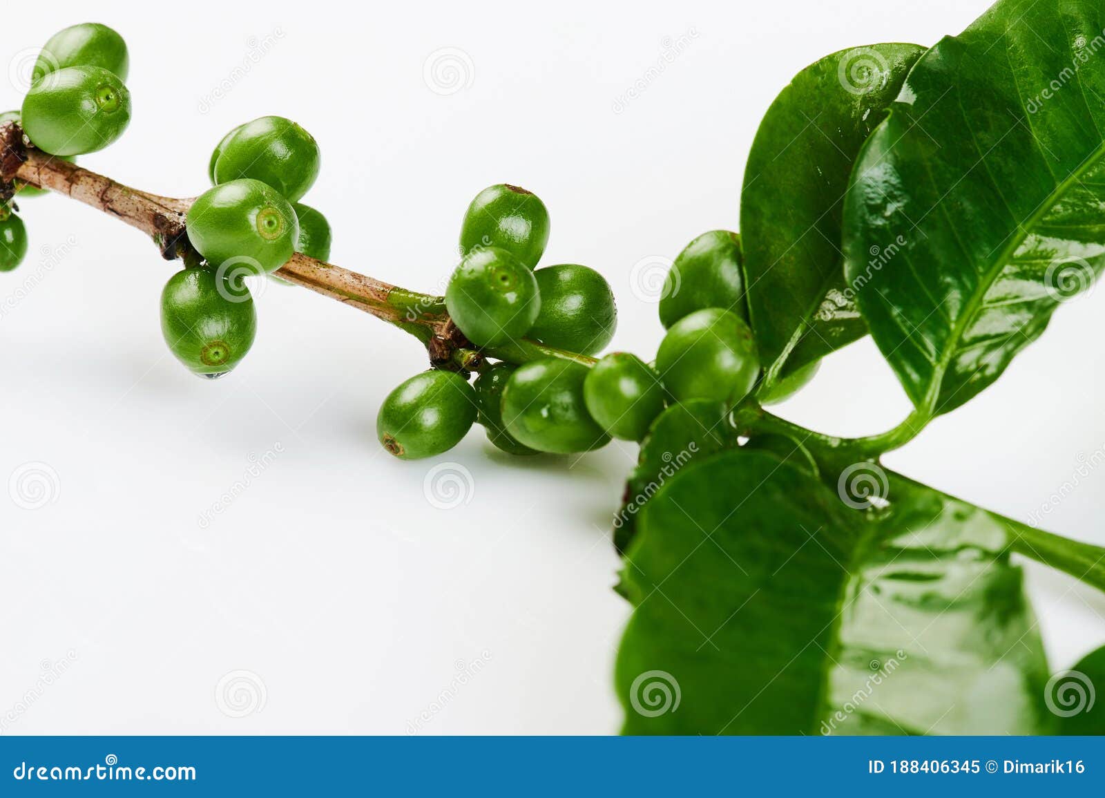 Macro View of Coffee Branch Stock Image - Image of branch, flower ...