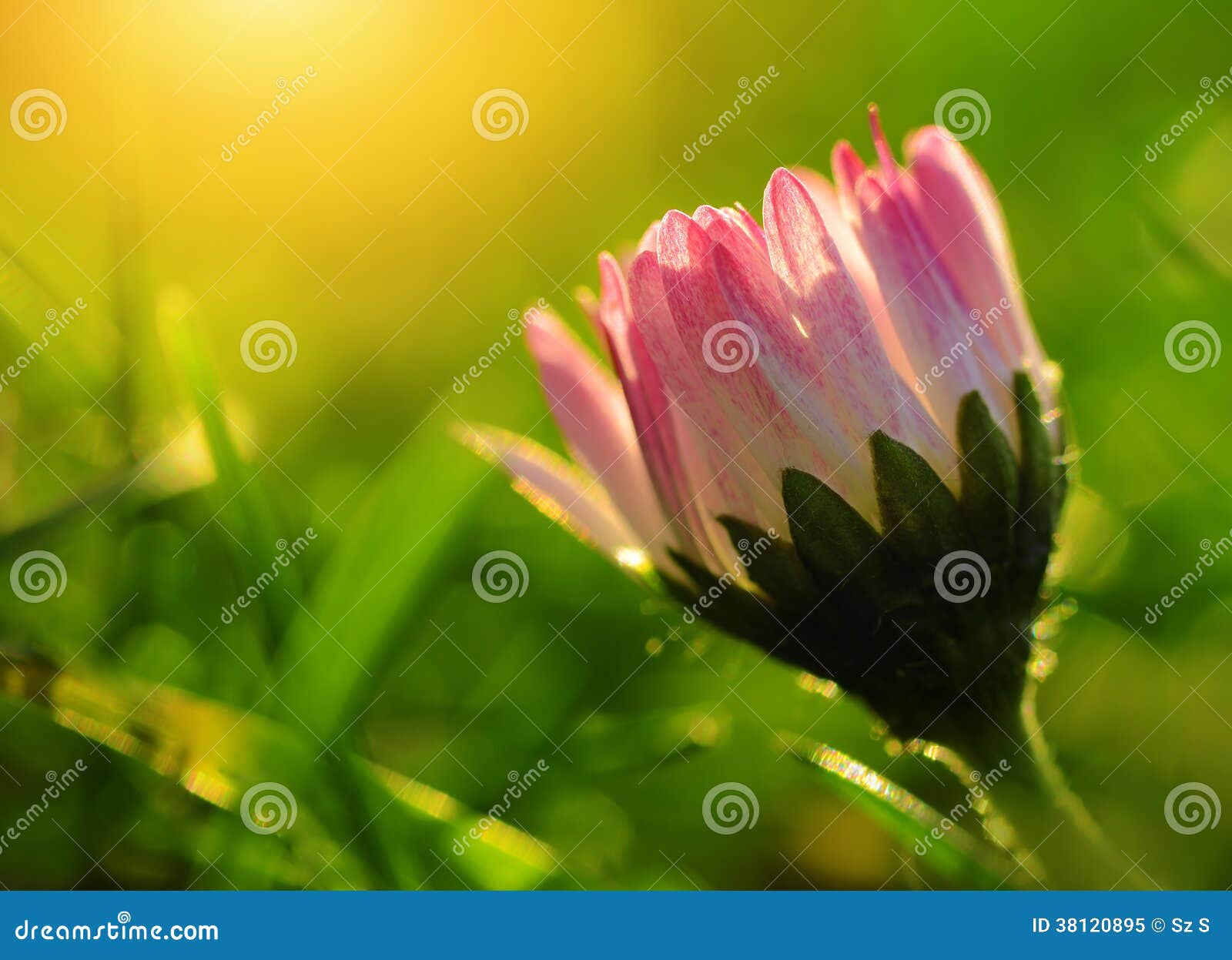 Macro view of daisy flower stock image. Image of fresh - 38120895