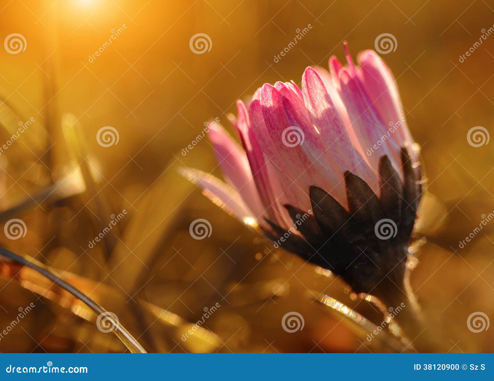 Macro view of daisy flower stock photo. Image of flower - 38120900