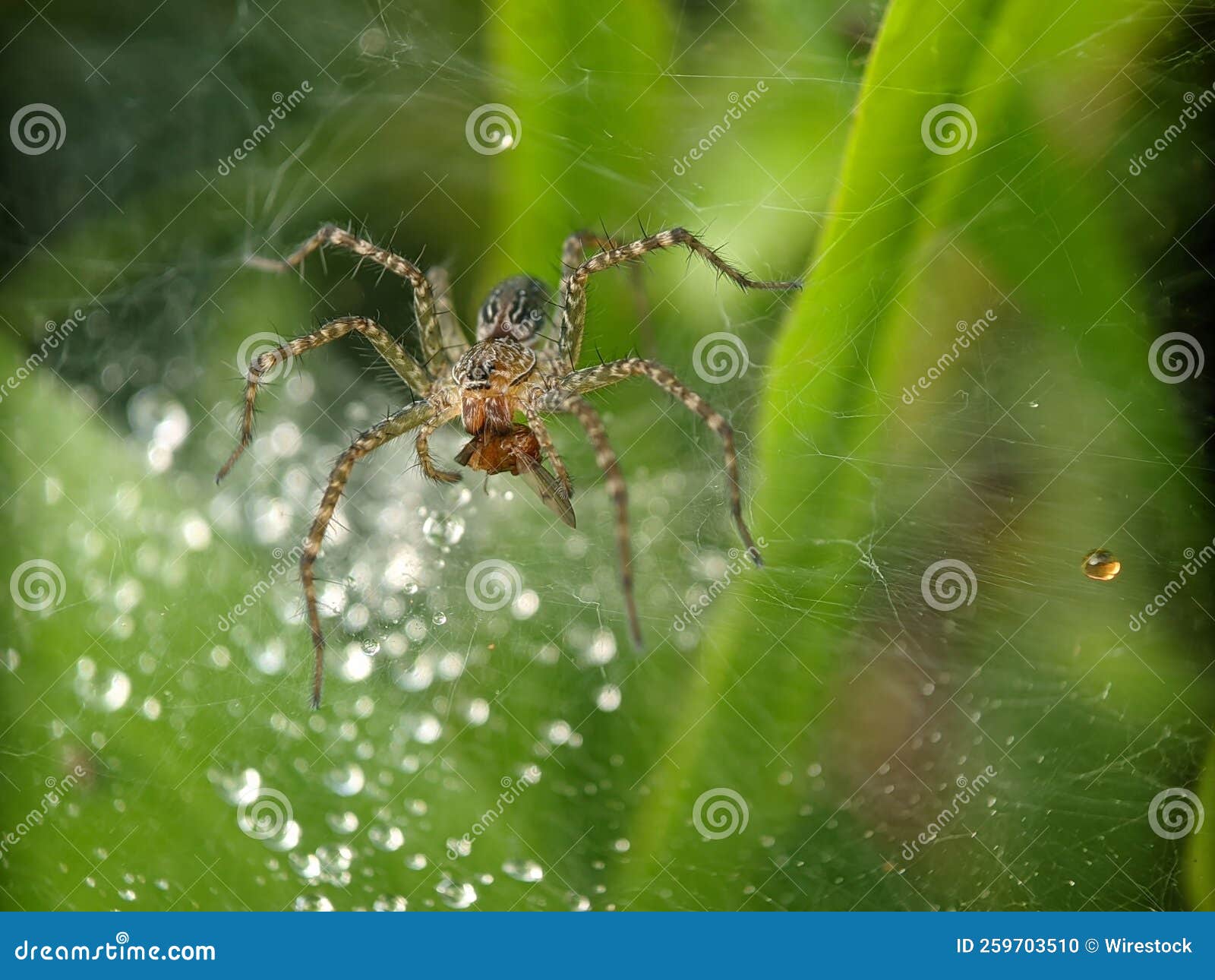 Diving Bell Spider