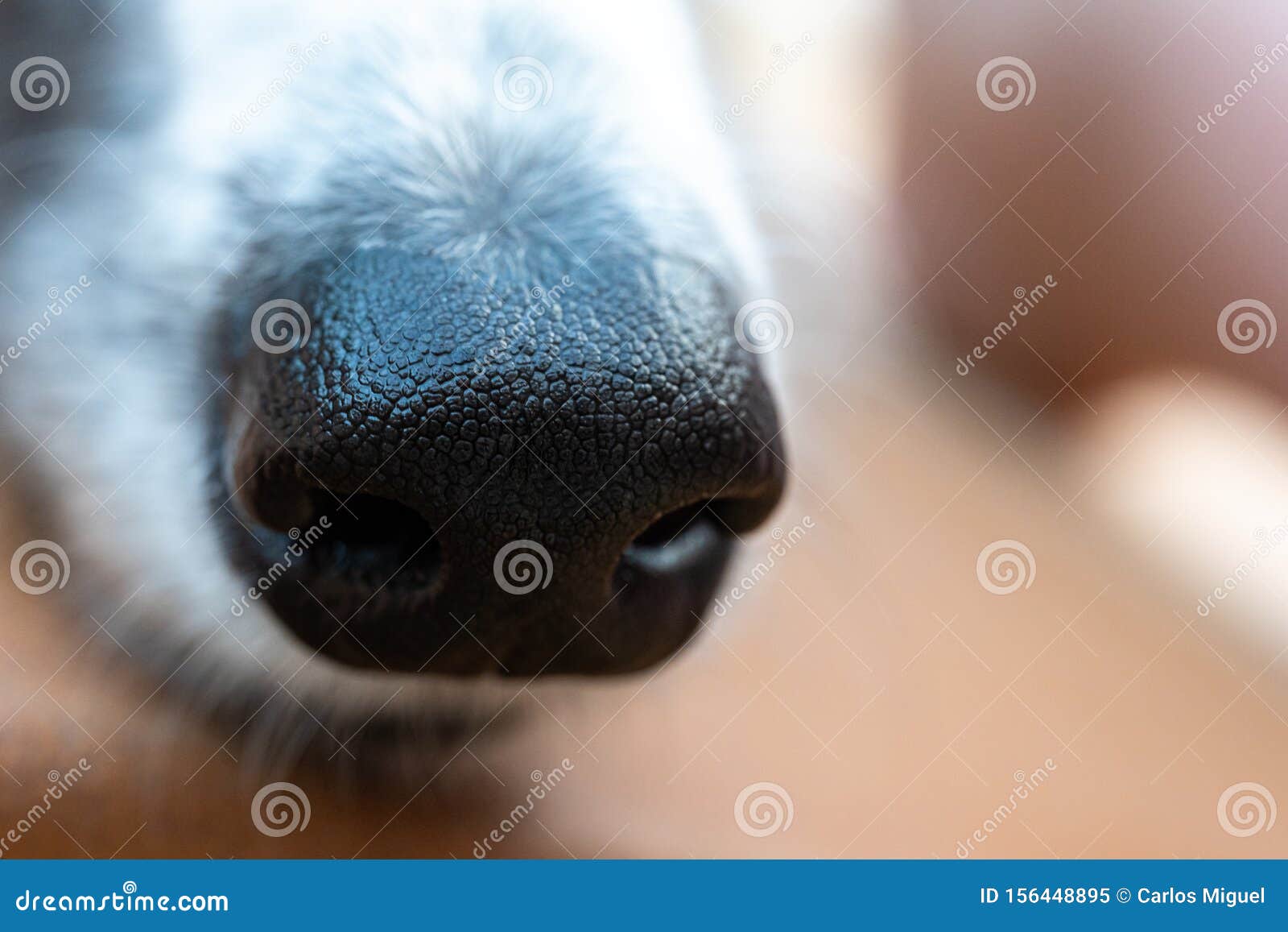 Macro view of a dog nose stock image. Image of closeup - 156448895