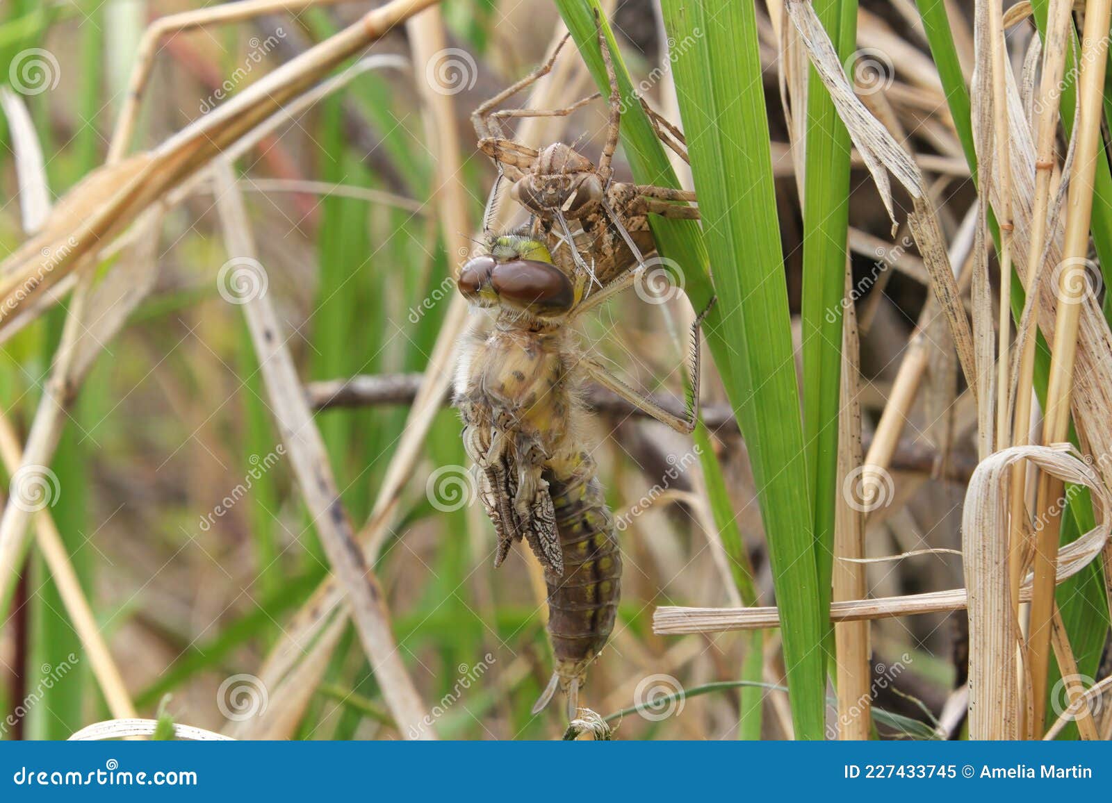 Macro View of a Dragonfly Emerging from a Nymph Stock Image - Image of ...