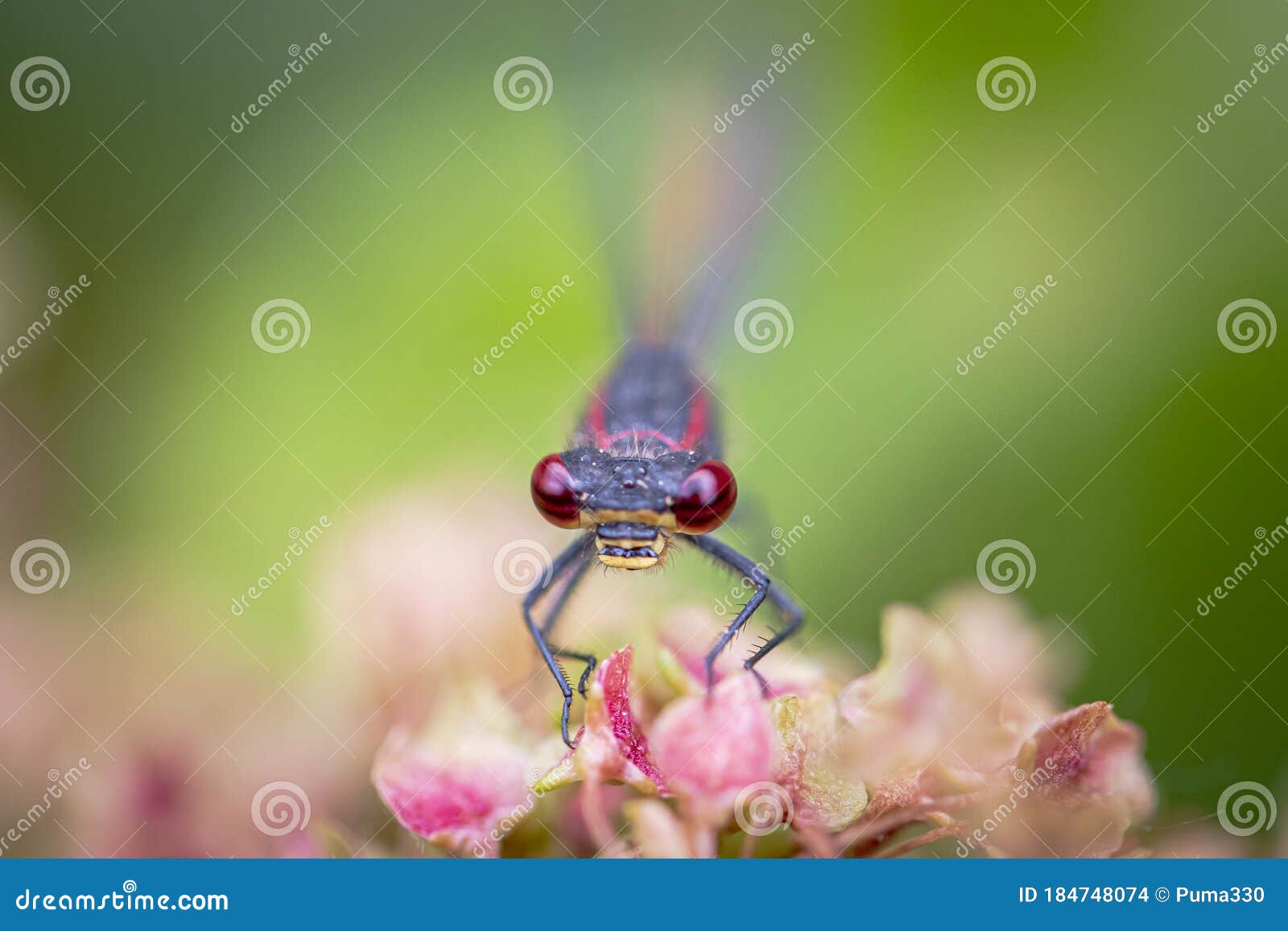 Macro view of a dragonfly stock photo. Image of colorful - 184748074