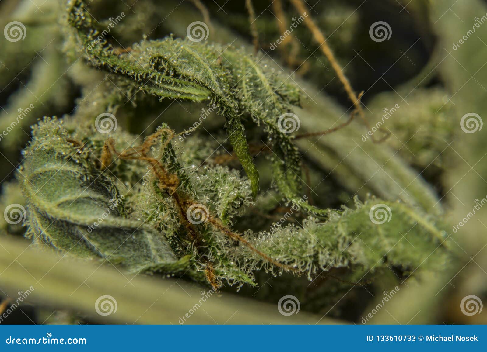 Macro View of Dry Marijuana Color Bloom and White Thc Stock Image ...