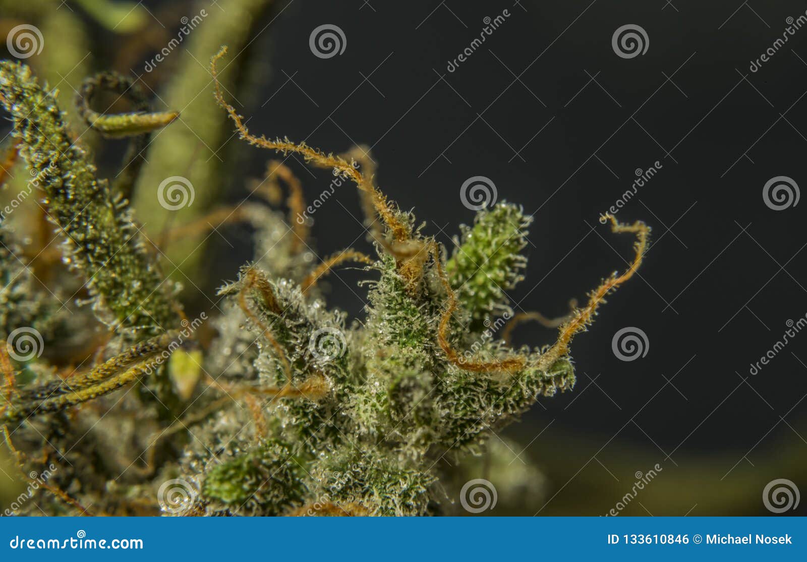 Macro View of Dry Marijuana Color Bloom and White Thc Stock Photo ...