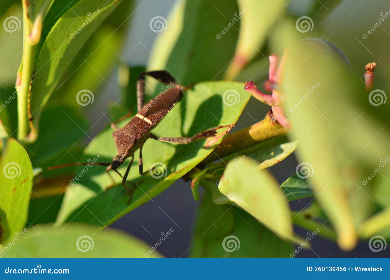 Macro View of an Eastern Leaf-footed Bug on a Green Leaf Stock Photo ...