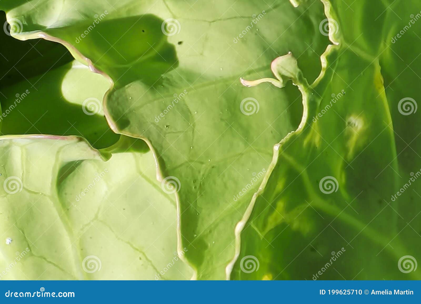 Macro View of the Edge of Cabbage Head Leaves Stock Photo - Image of ...
