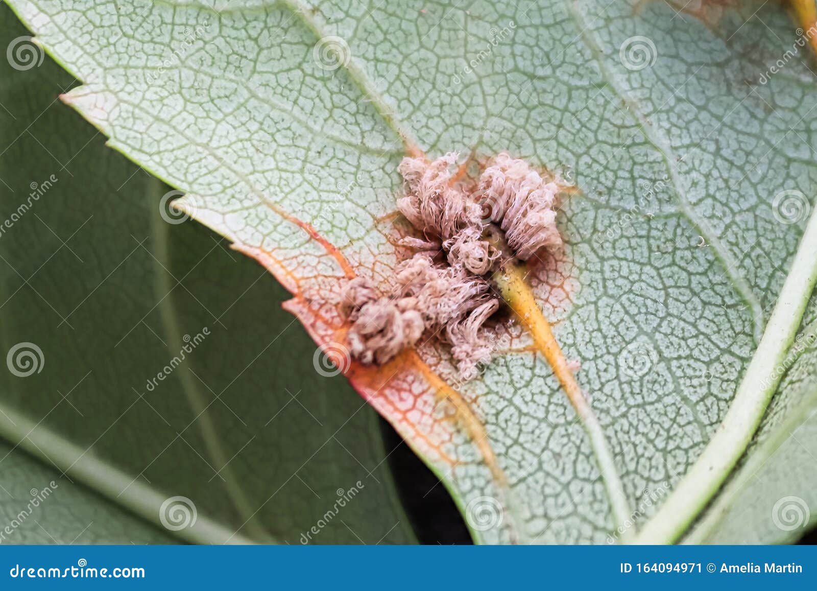The Macro View of Erupted Cedar Hawthorn Rust on a Leaf Stock Image ...