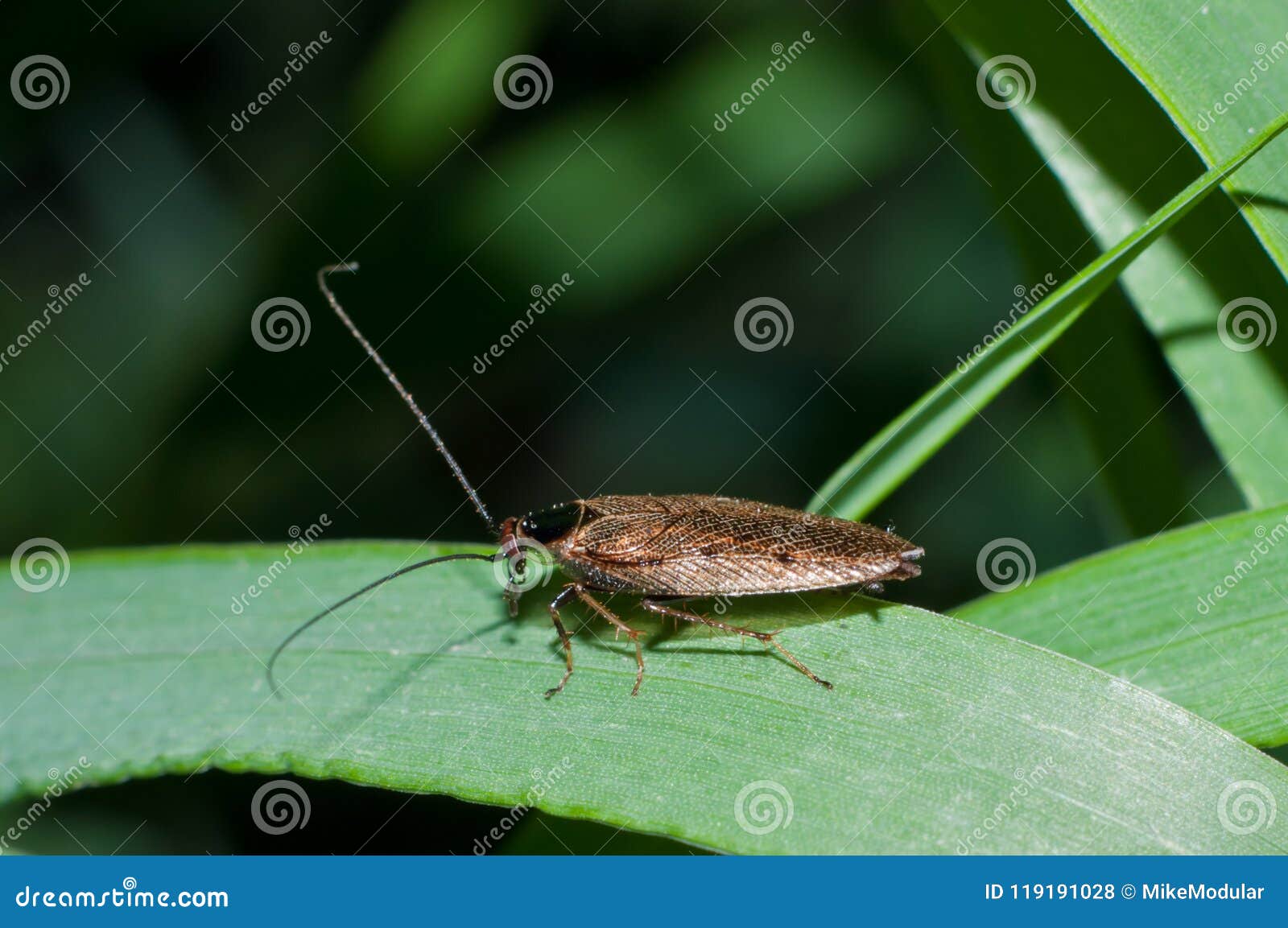 Wild Cockroach on the Leaf of a Plant Stock Photo - Image of insect ...